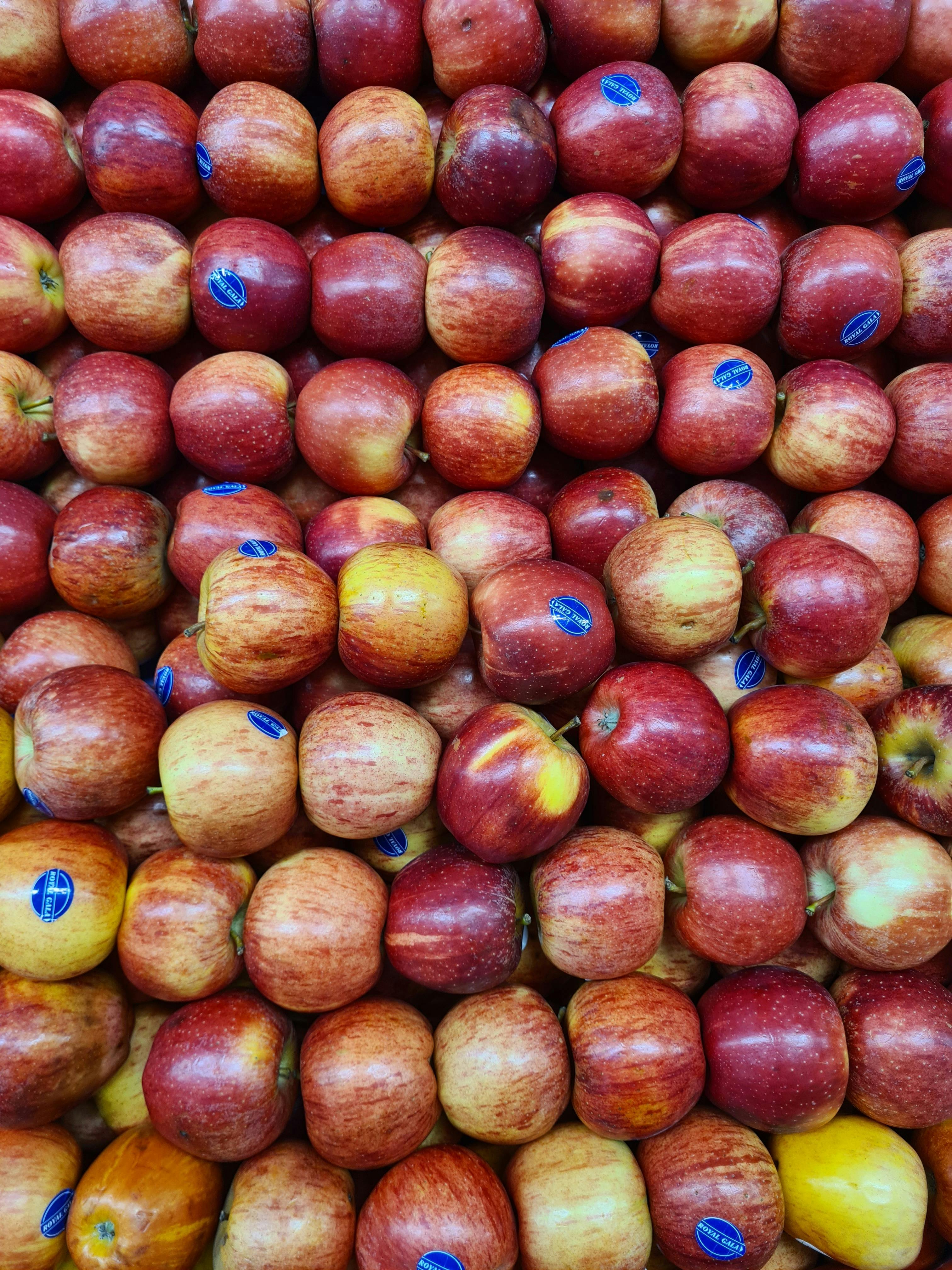 Large Apple Photos, Download The BEST Free Large Apple Stock Photos ...