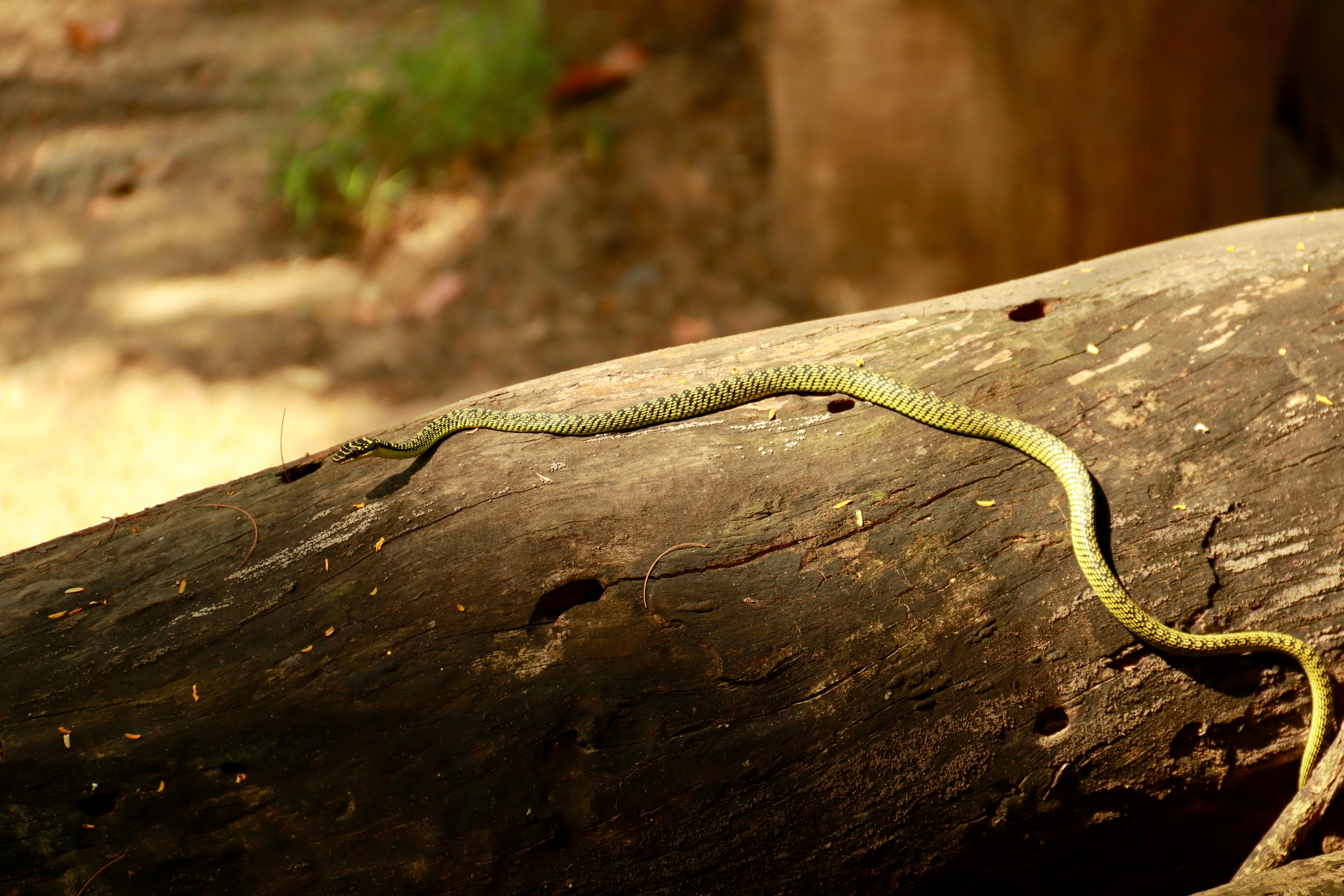 Green Snake on Sunlit Log in Natural Habitat · Free Stock Photo