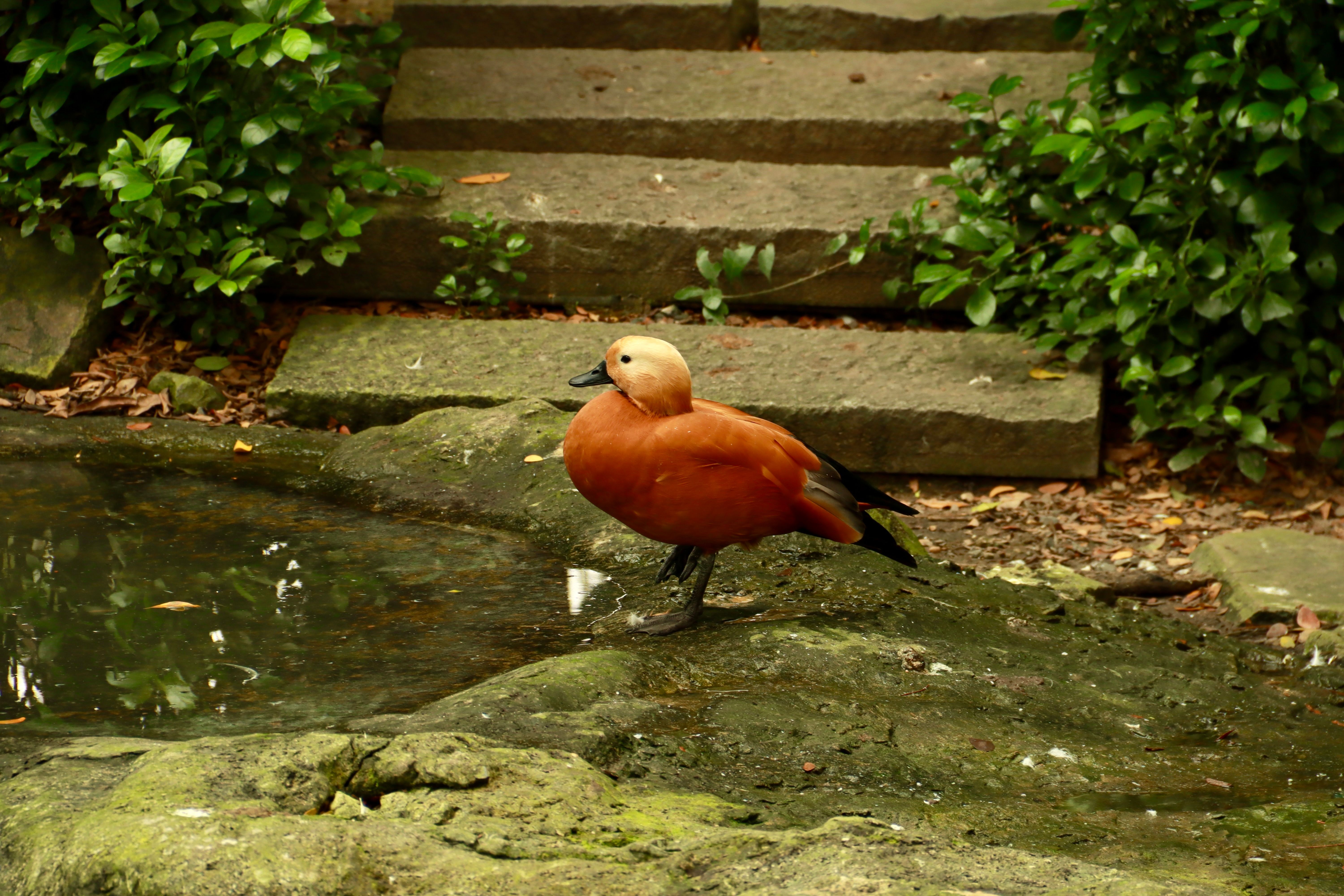 Ruddy Shelduck Resting by a Tranquil Pond · Free Stock Photo