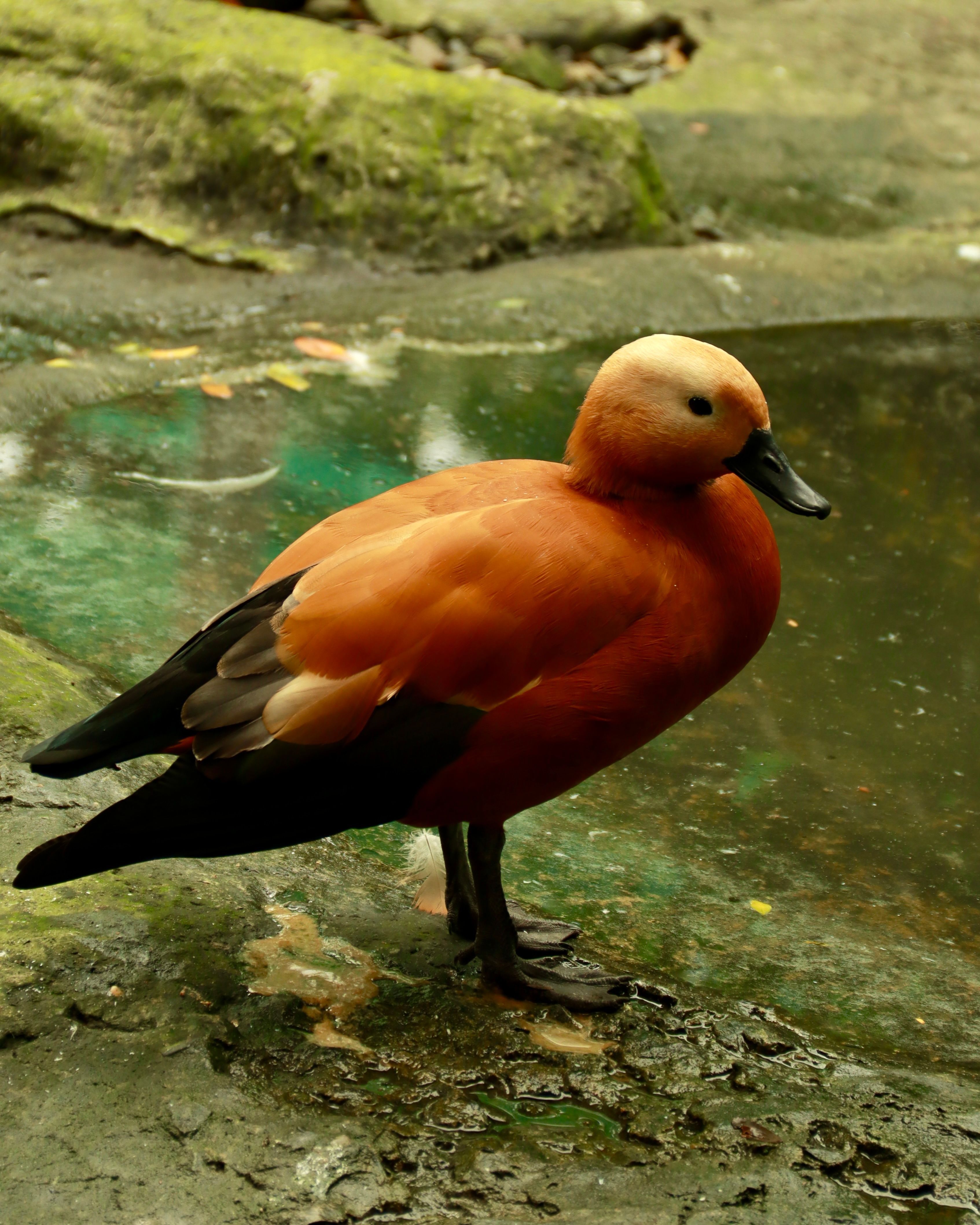 Elegant Ruddy Shelduck by Pond in Natural Habitat · Free Stock Photo