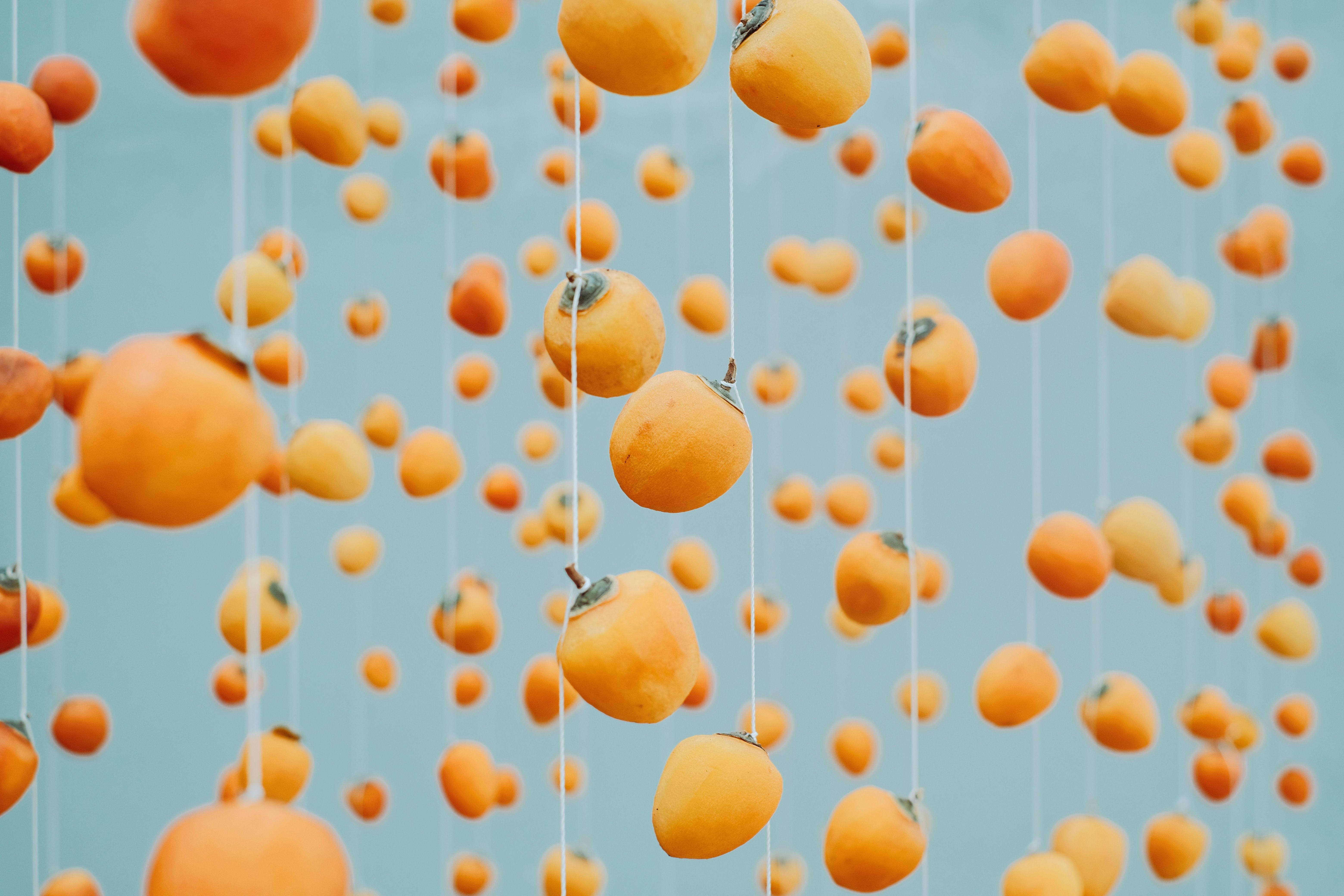 Vibrant Hanging Persimmons Against Sky Blue Background · Free Stock Photo
