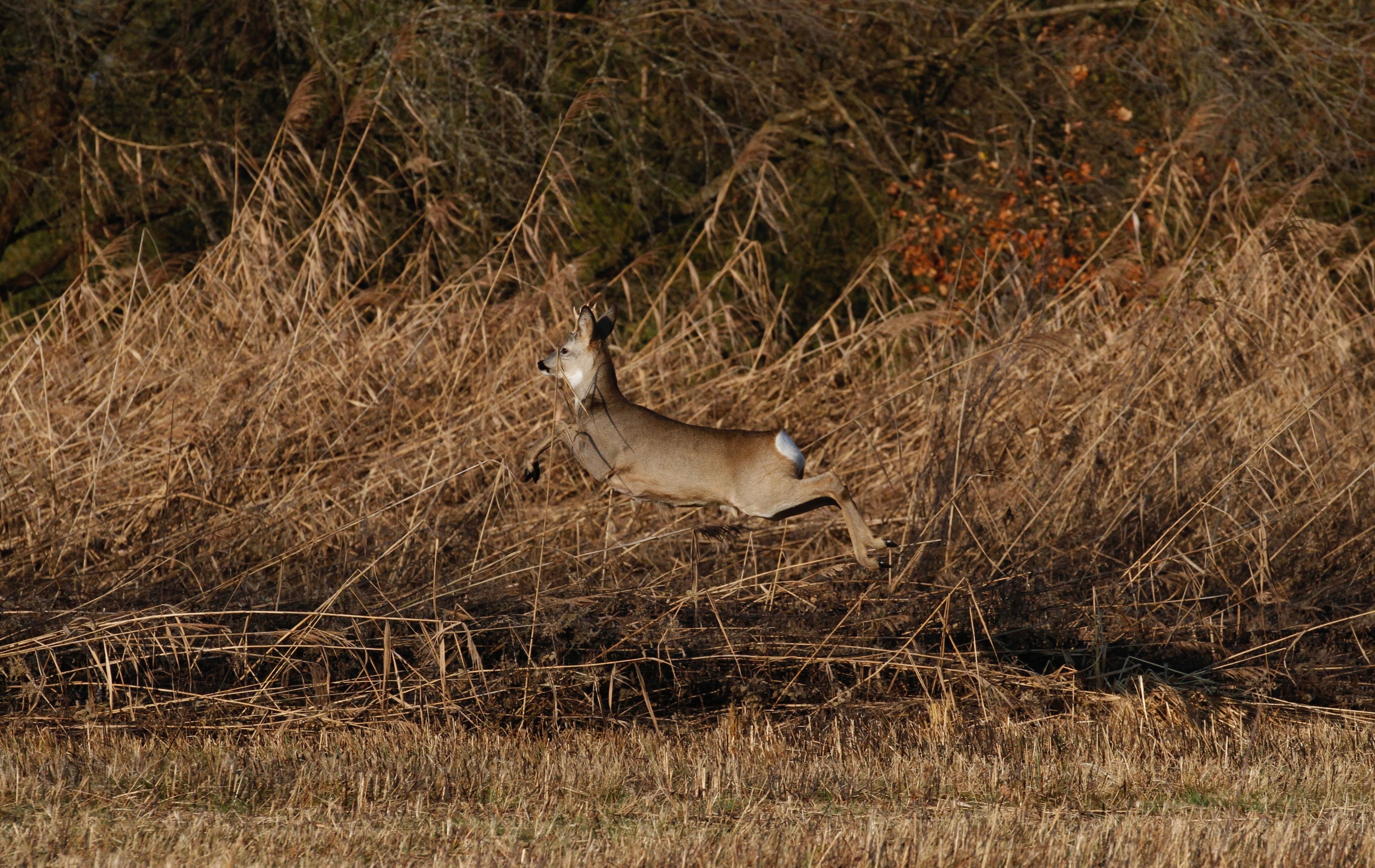 Roe Deer Leaping Through Dry Grasses in Autumn · Free Stock Photo