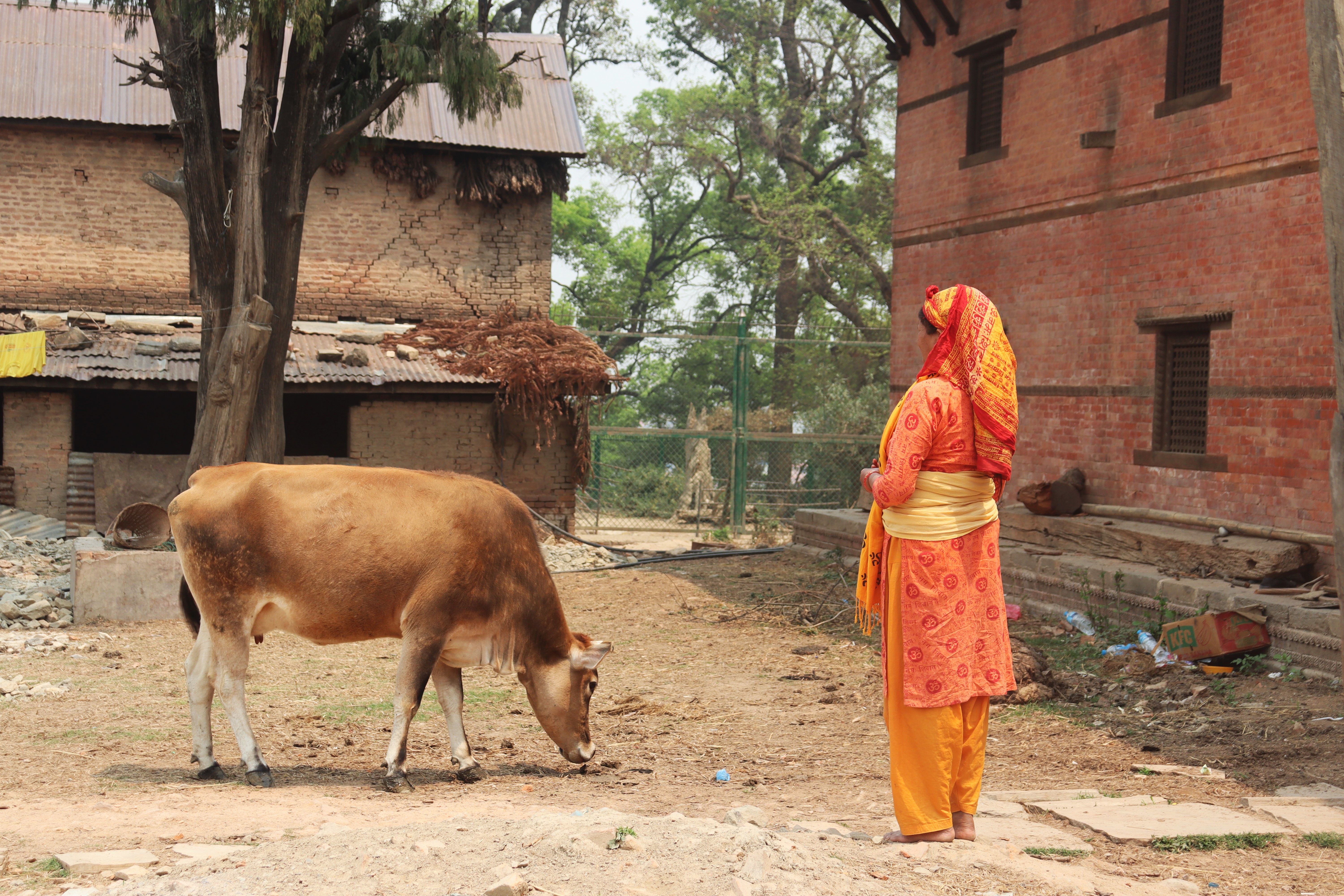 Traditional Scene in Kathmandu with Woman and Cow · Free Stock Photo