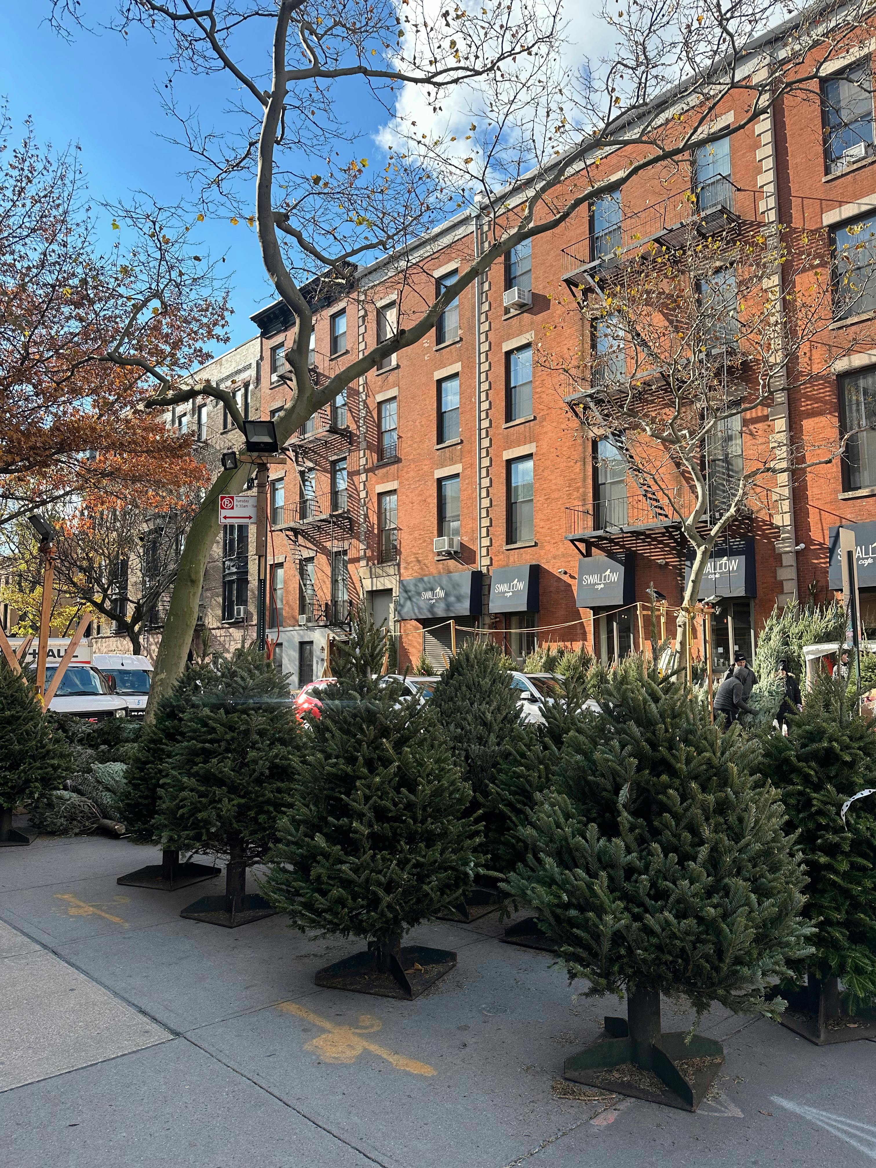 Urban Christmas Tree Market in City Street · Free Stock Photo