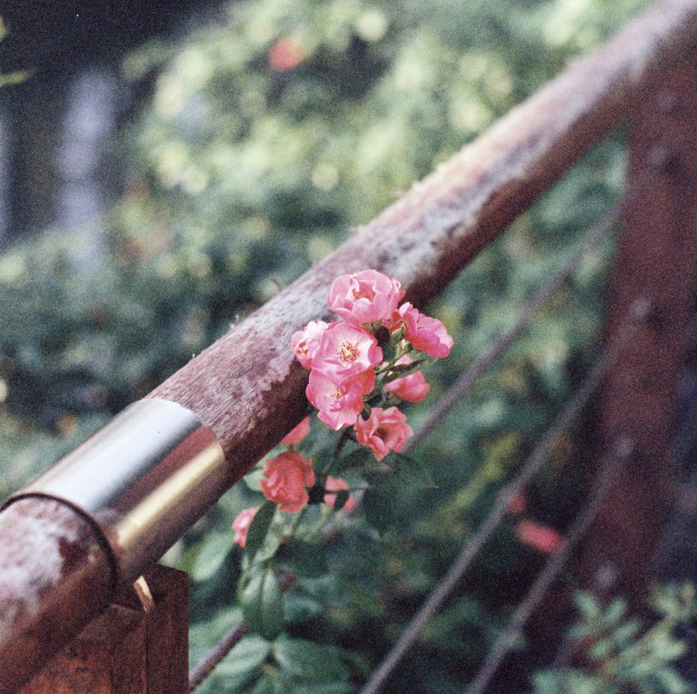 Rustic Roses Against Wooden Railing · Free Stock Photo