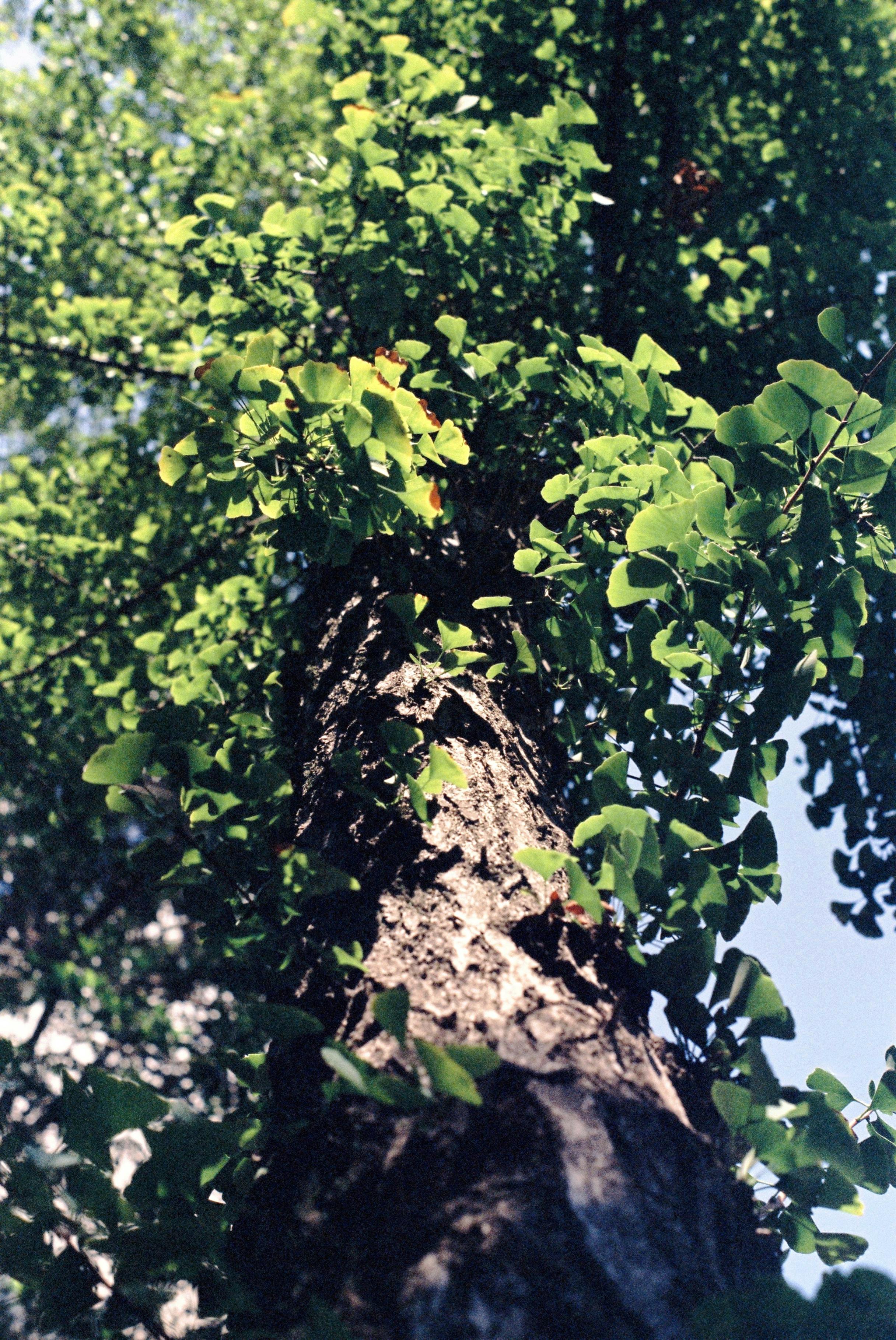 Lush Green Tree Trunk with Sunlit Leaves · Free Stock Photo
