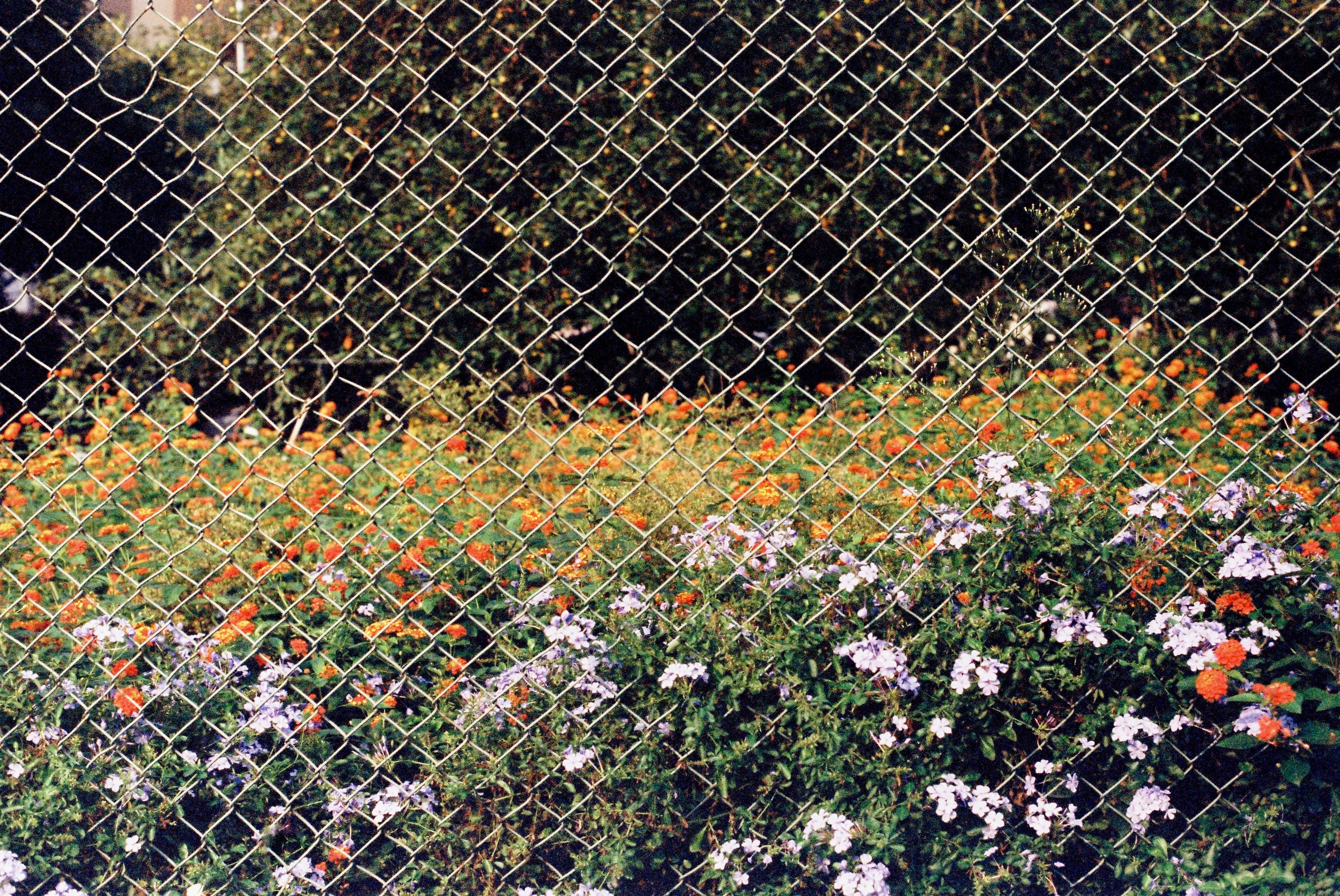 Vibrant Garden Flowers Behind Chain Link Fence · Free Stock Photo