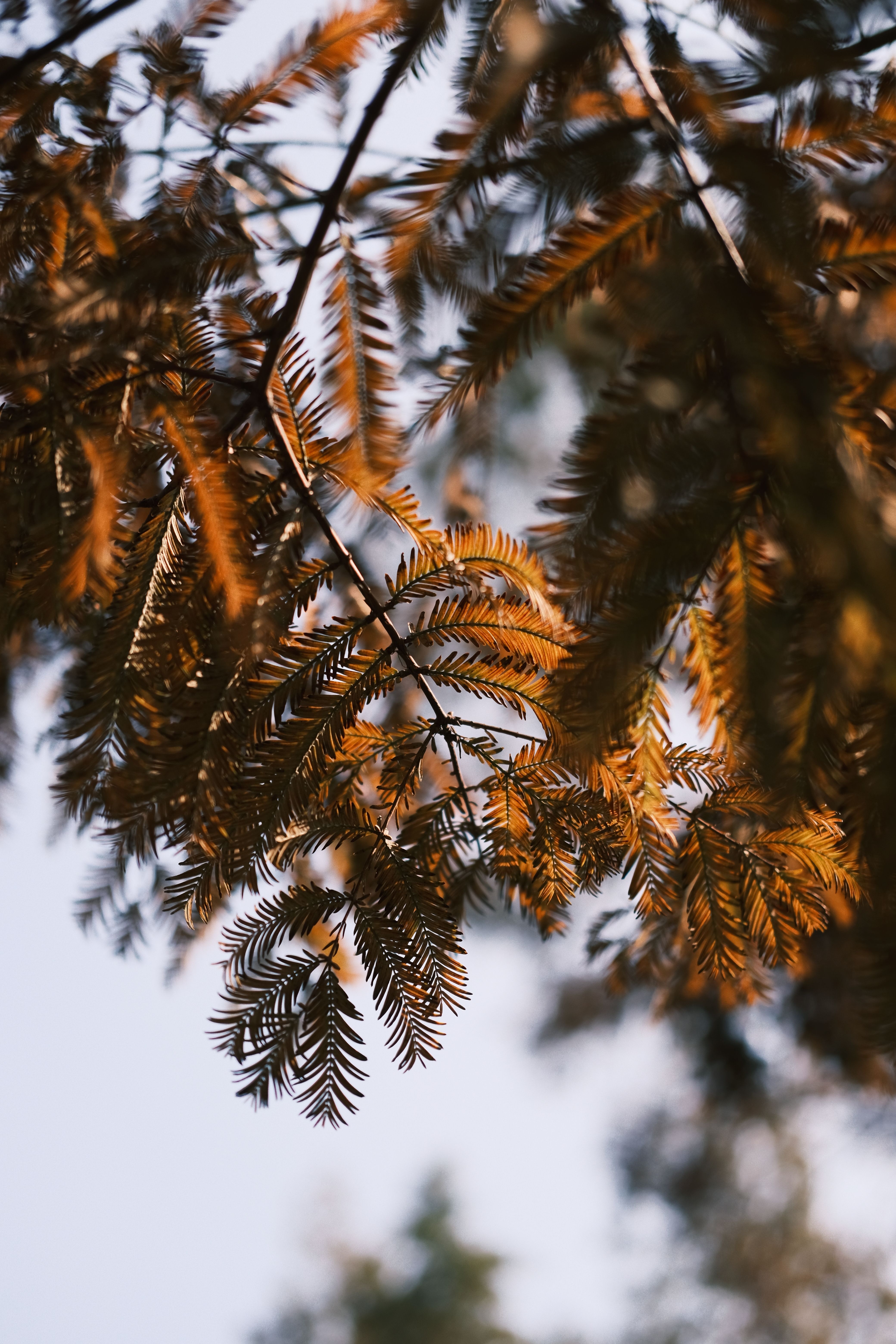 Sunlit Autumn Branches in Golden Light · Free Stock Photo