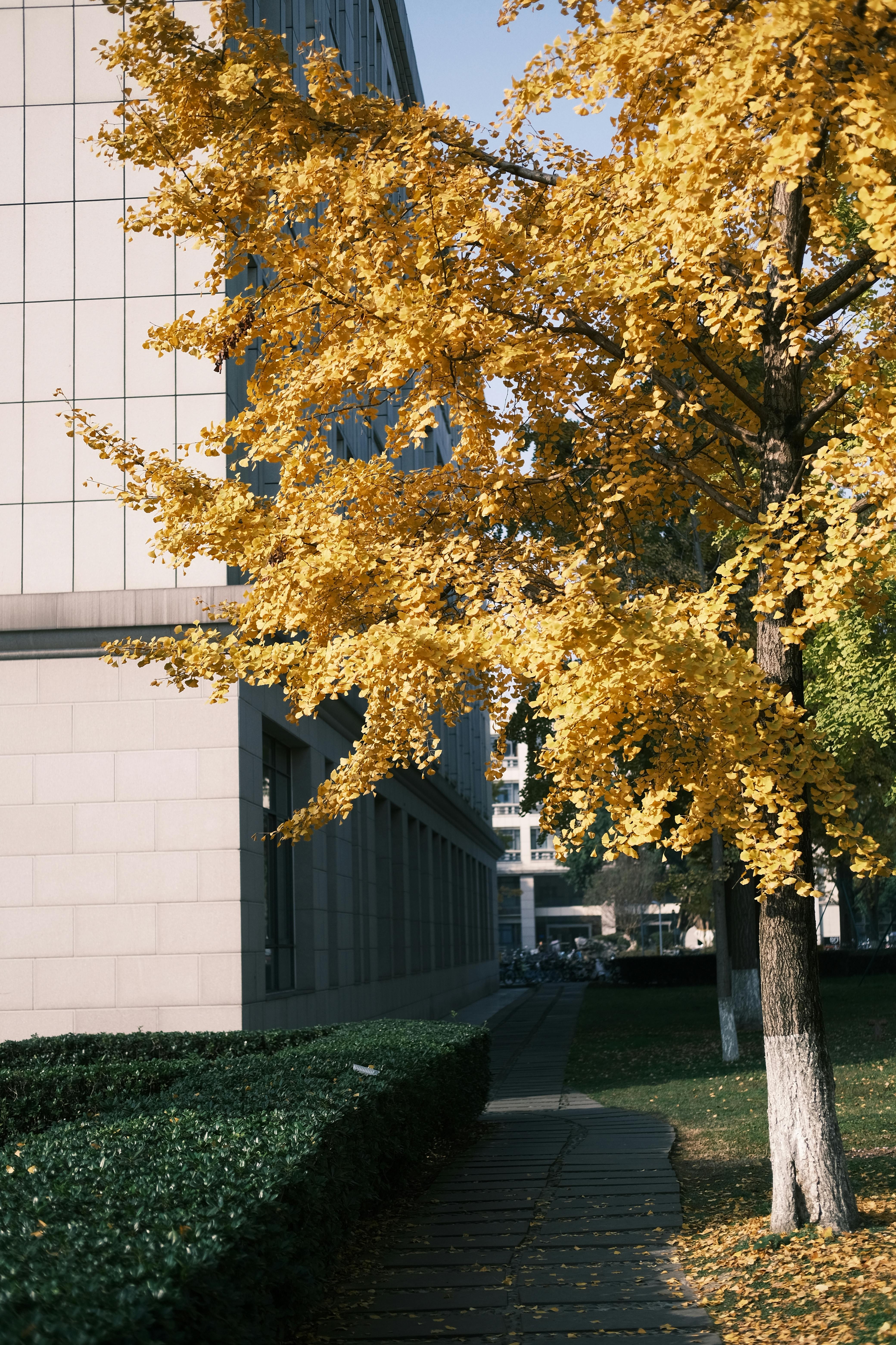 Golden Ginkgo Tree by Modern Building in Fall · Free Stock Photo