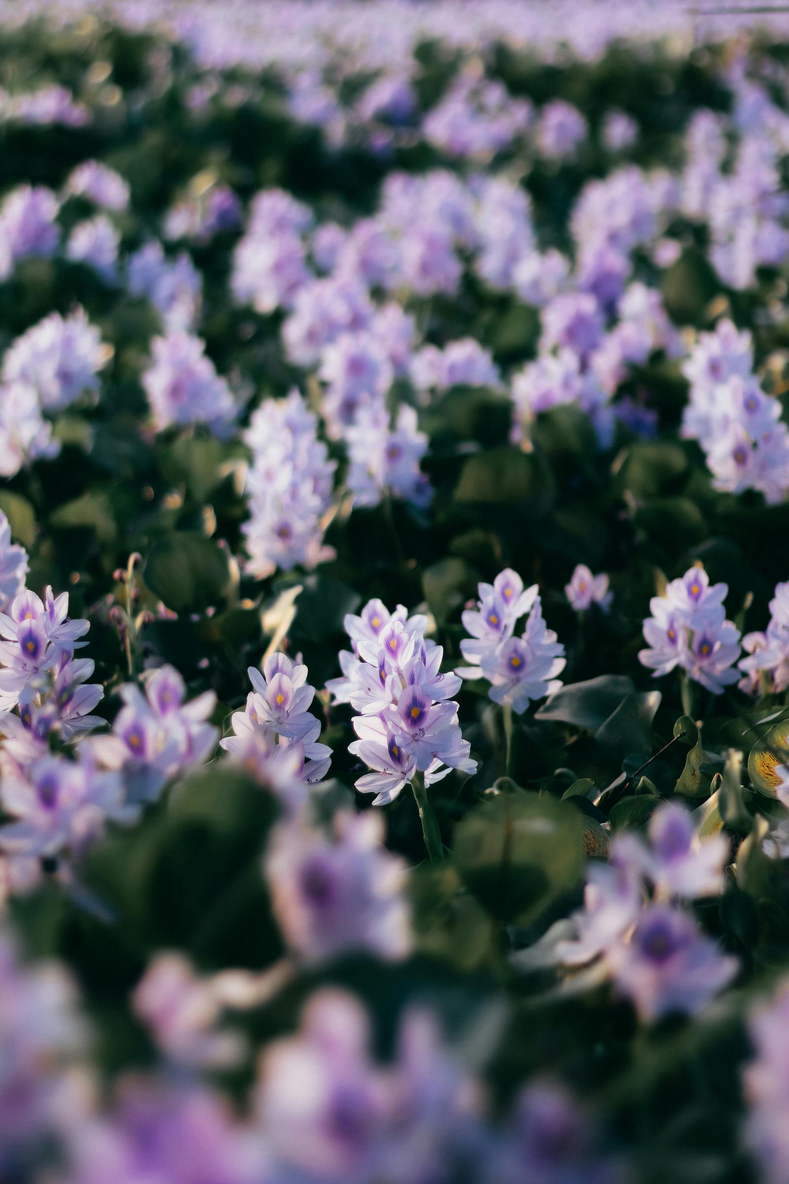 Water Hyacinth Photos, Download The BEST Free Water Hyacinth Stock ...