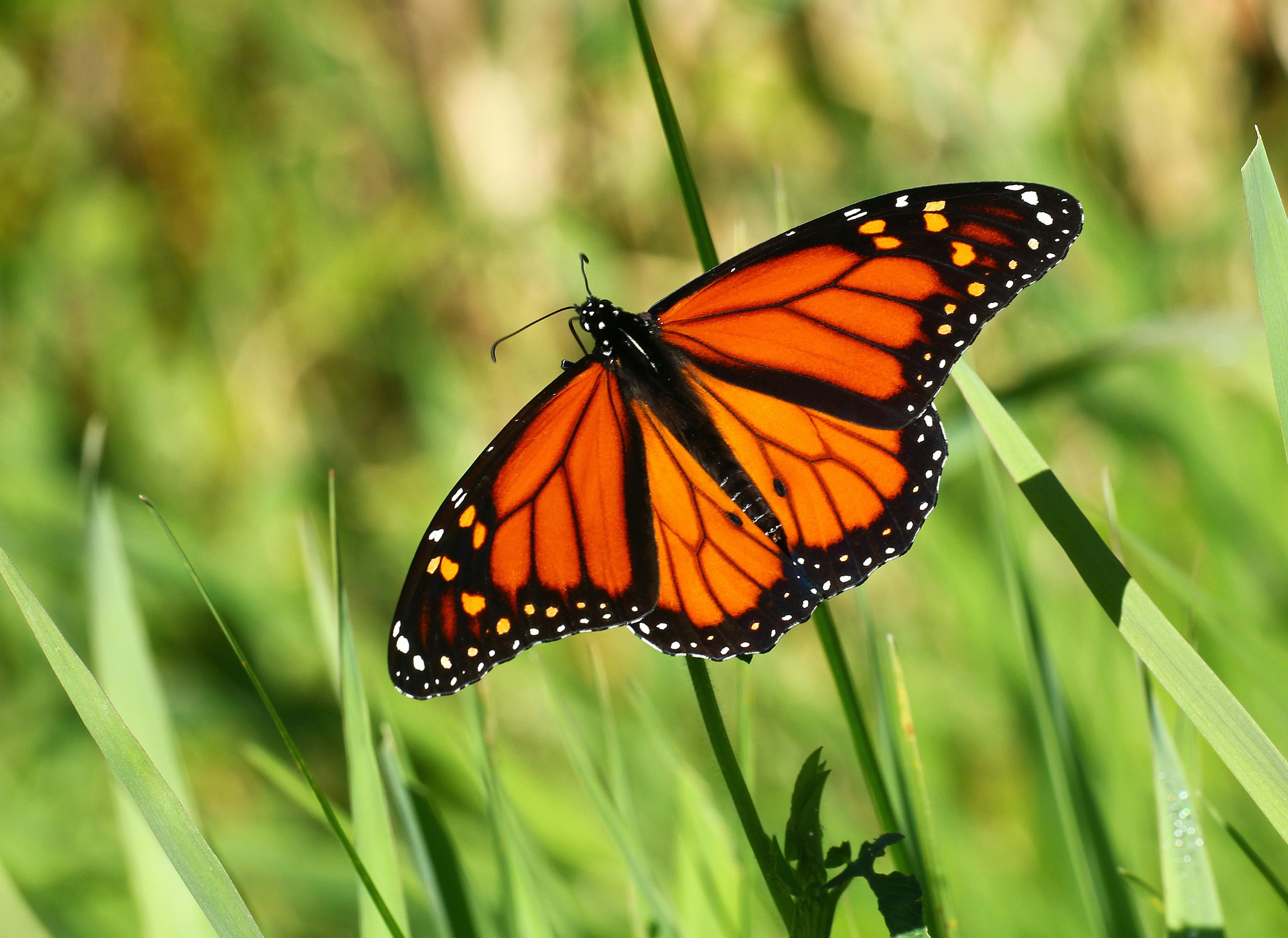 Ps Monarch Photos, Download The BEST Free Ps Monarch Stock Photos & HD ...