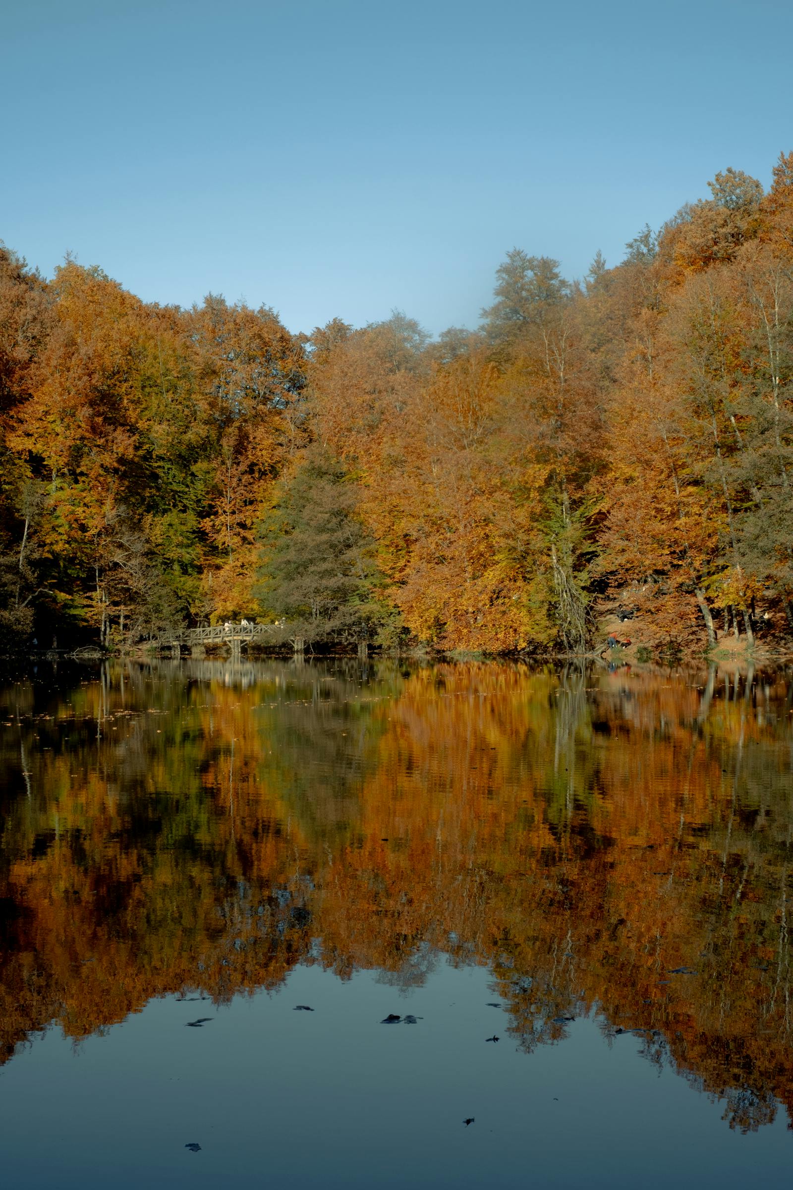 Autumn Leaf Photos, Download The BEST Free Autumn Leaf Stock Photos ...