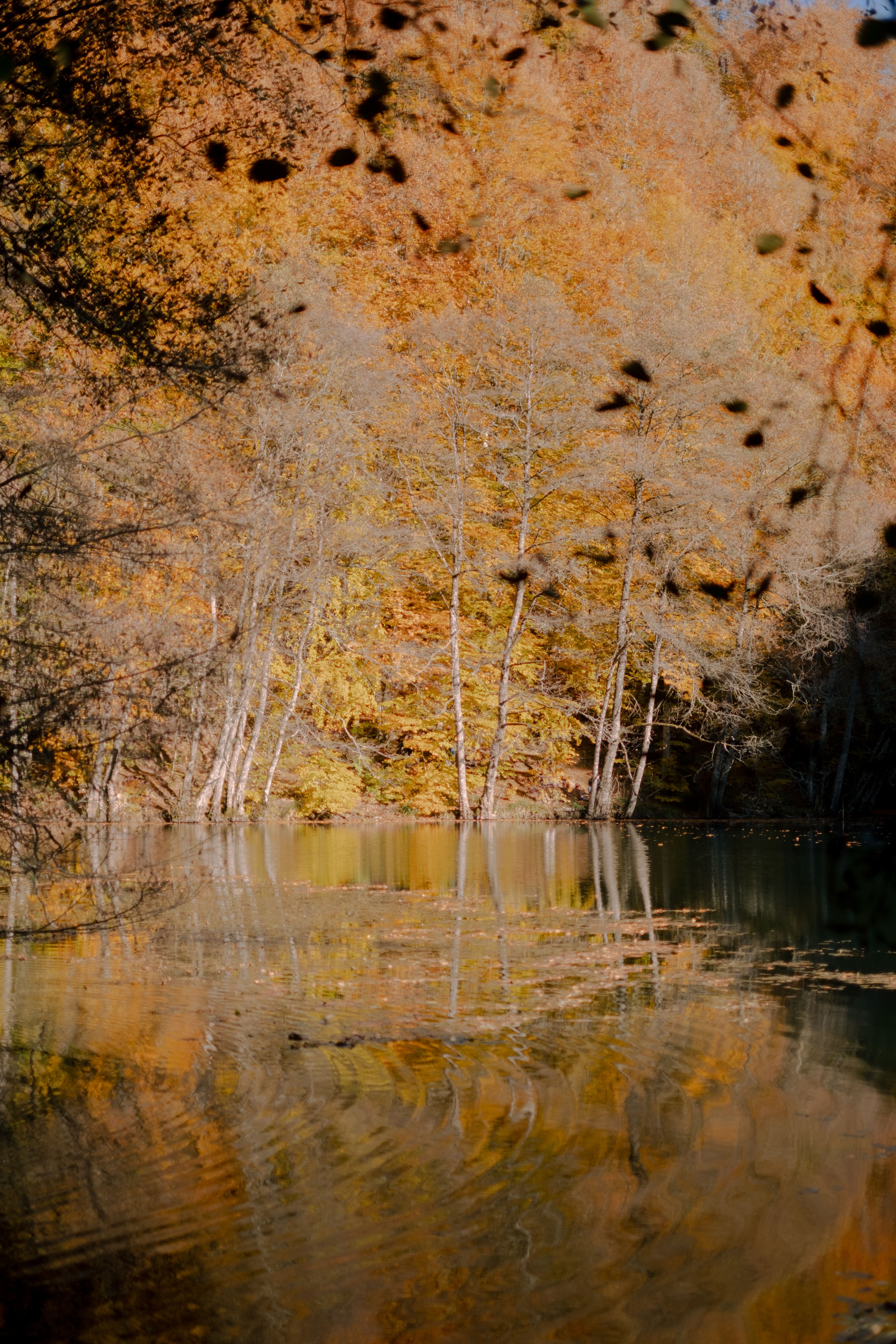 Serene Autumn Forest Reflections in Bolu, Türkiye · Free Stock Photo
