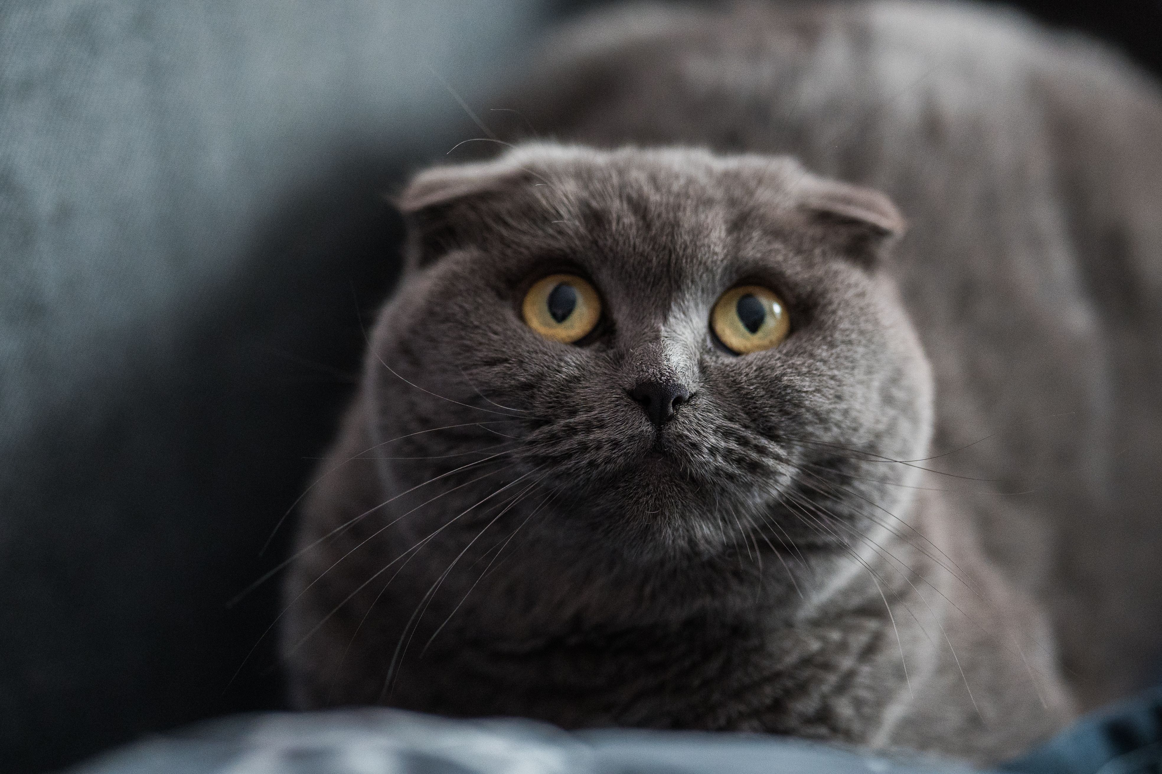 High Whiskers Photos, Download The BEST Free High Whiskers Stock Photos ...