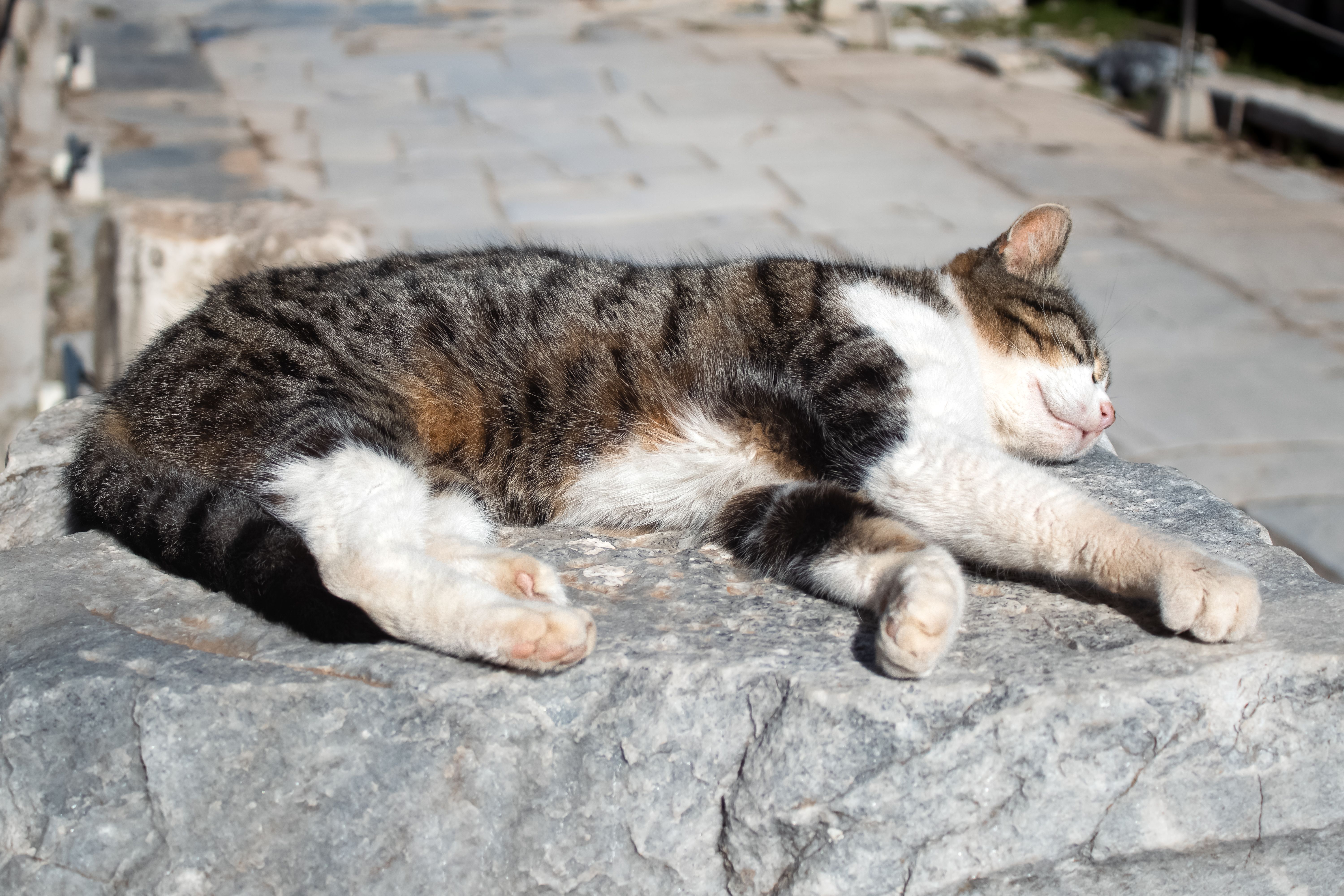 Tabby Cat Relaxing in Selçuk, İzmir · Free Stock Photo