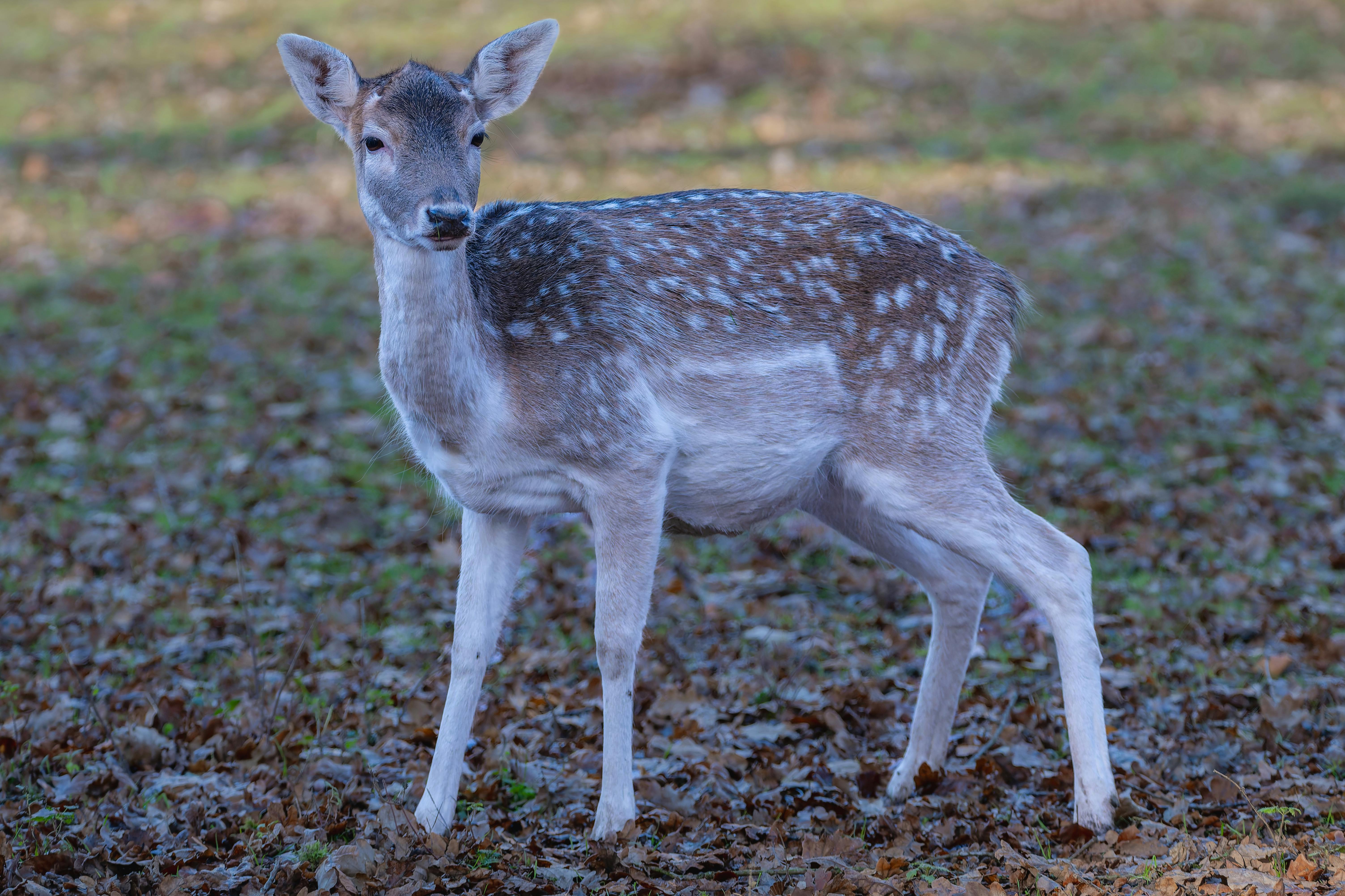 Browsing Deer Photos, Download The BEST Free Browsing Deer Stock Photos ...