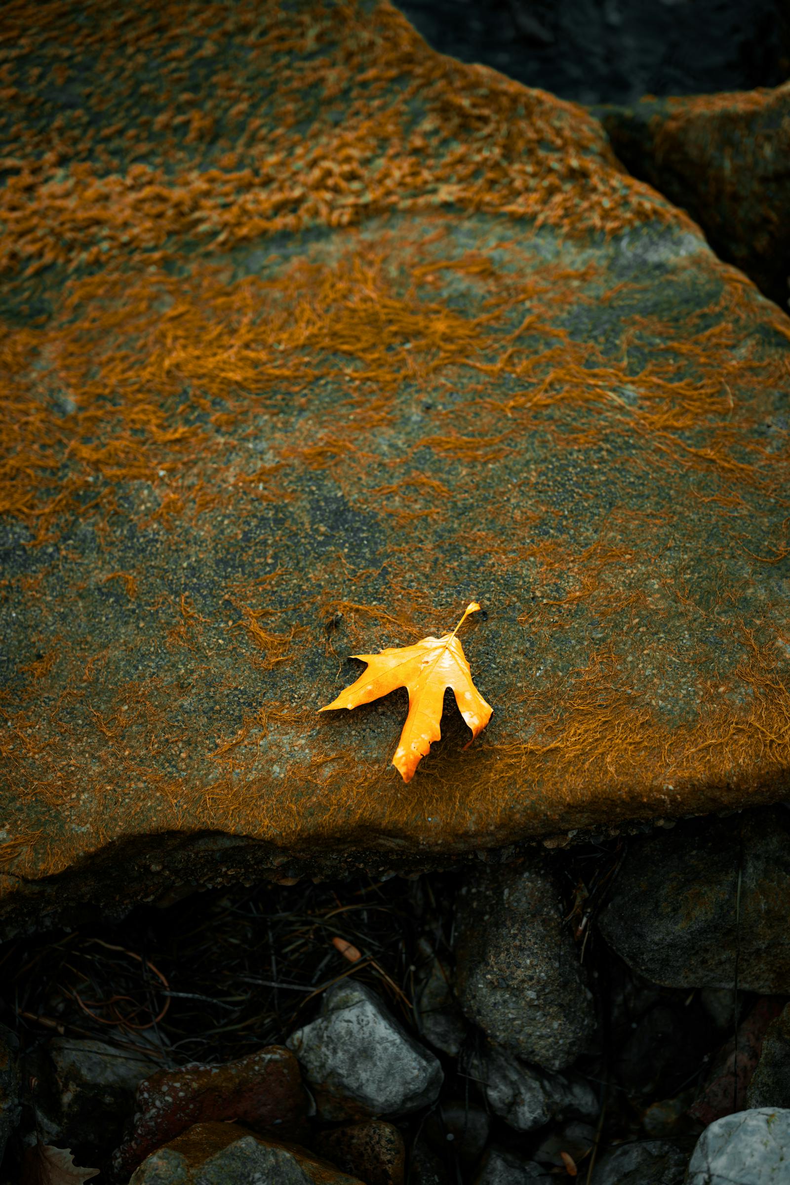 Autumn Leaf Photos, Download The BEST Free Autumn Leaf Stock Photos ...