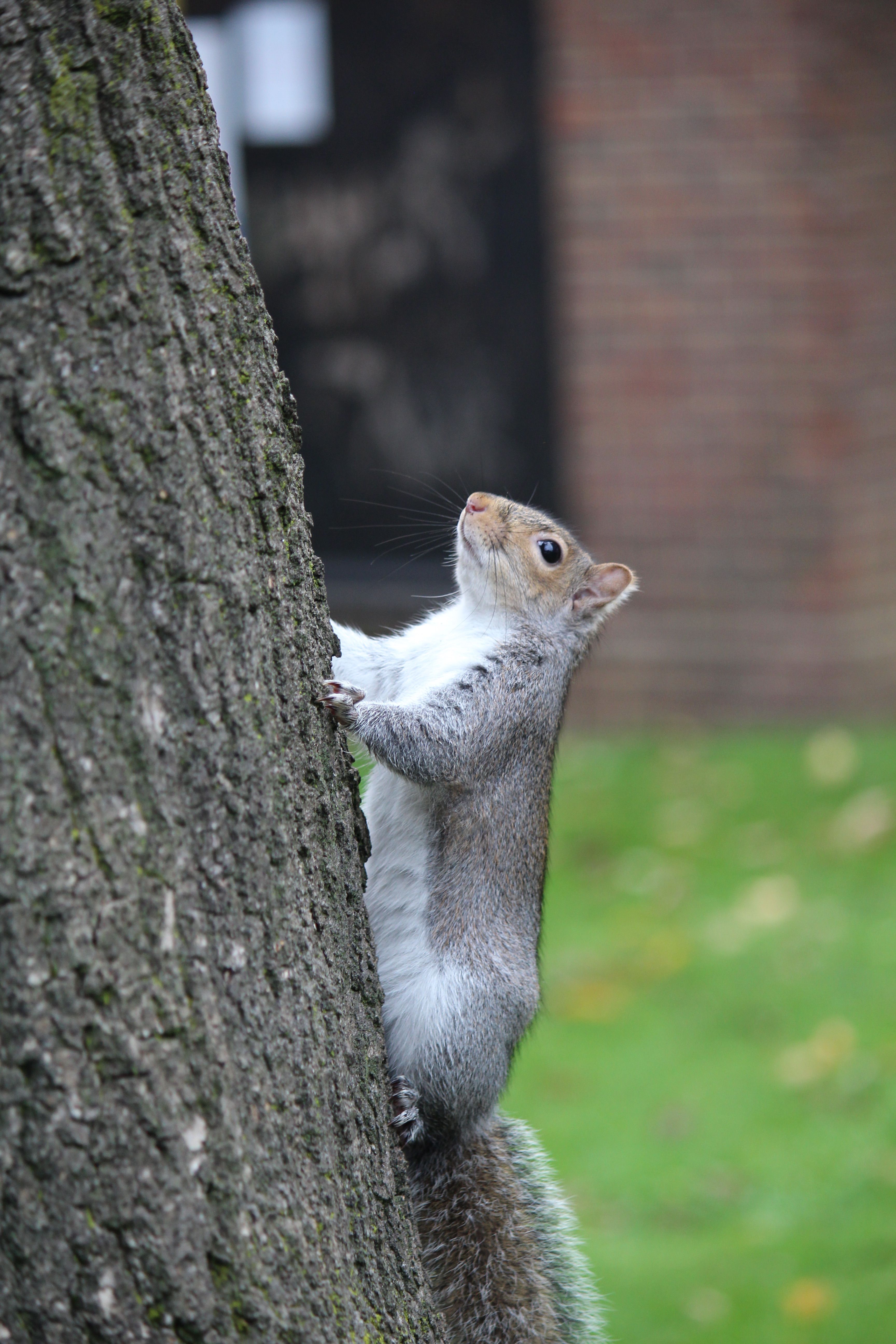 Eastern Gray Squirrel Climbing a Tree Outdoors · Free Stock Photo