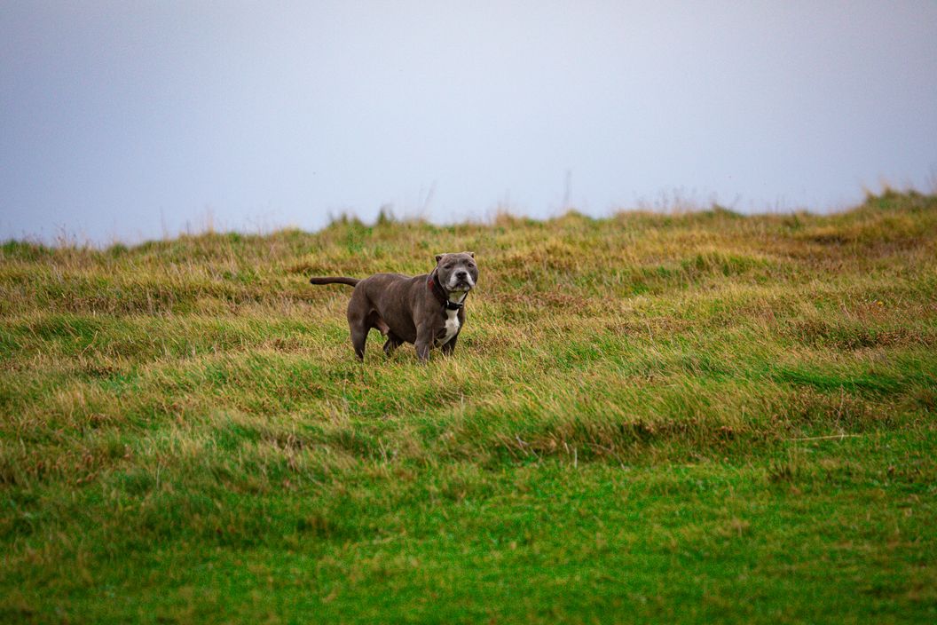A Comprehensive Guide to Blue Staffy Care and Ownership