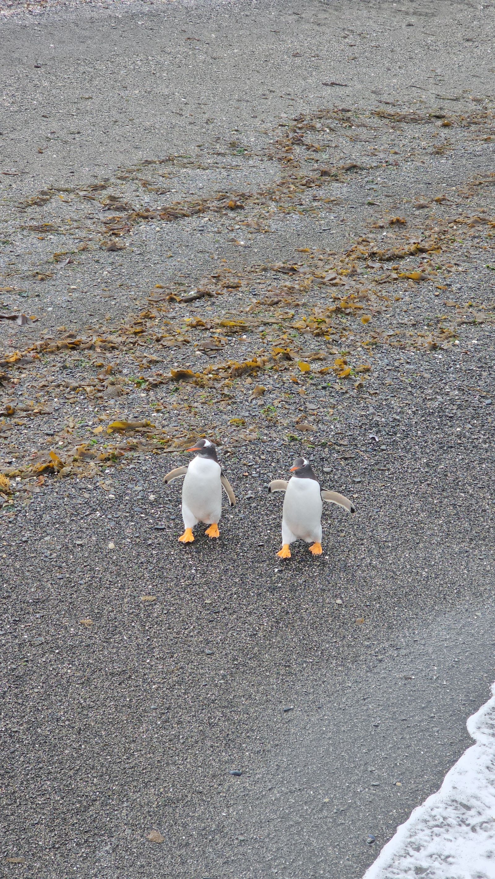 Penguin+Walking+To+The+Mountains Photos, Download The BEST Free Penguin ...