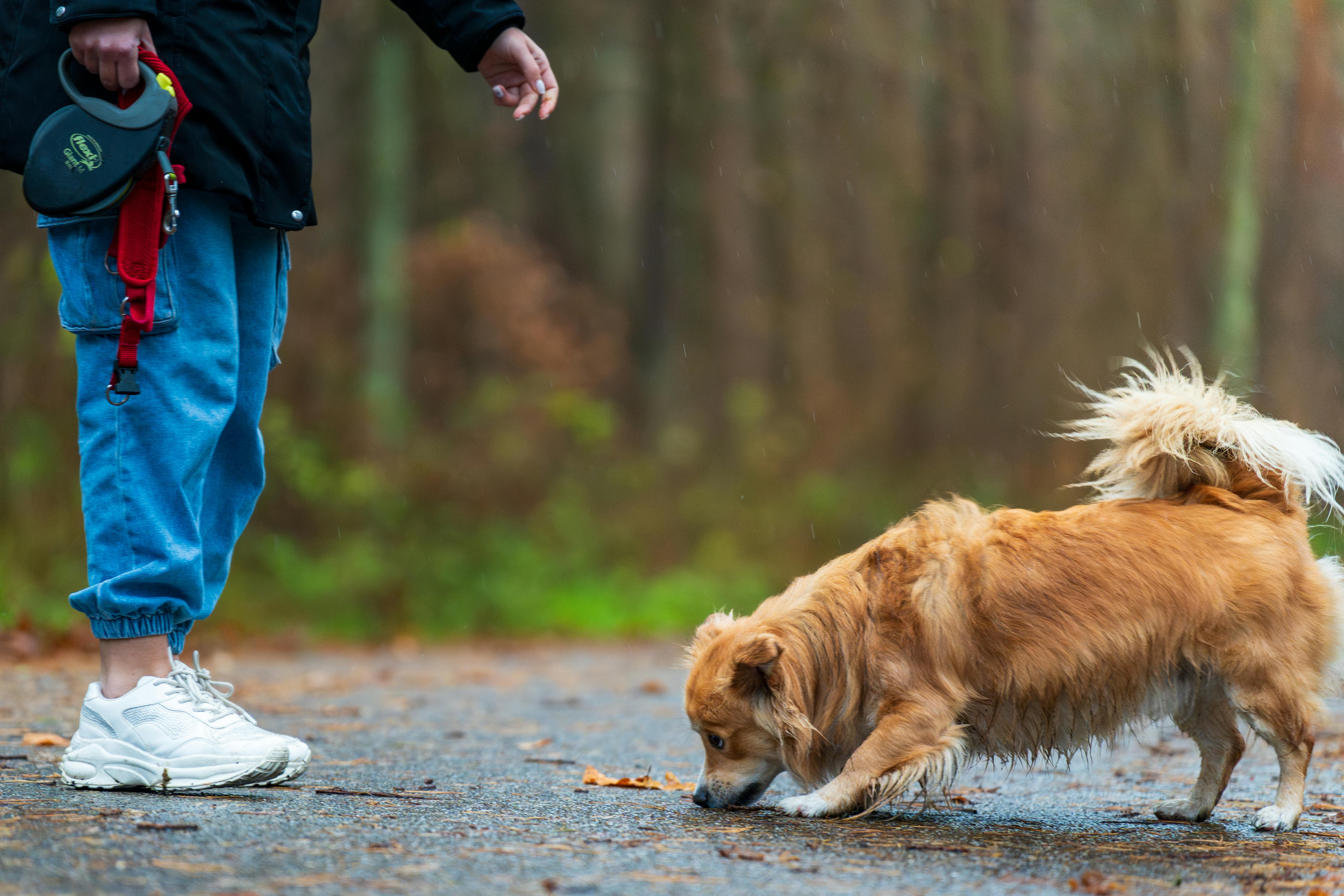 Persona Paseando A Su Perro Por Un Sendero Forestal Otoñal · Foto de ...