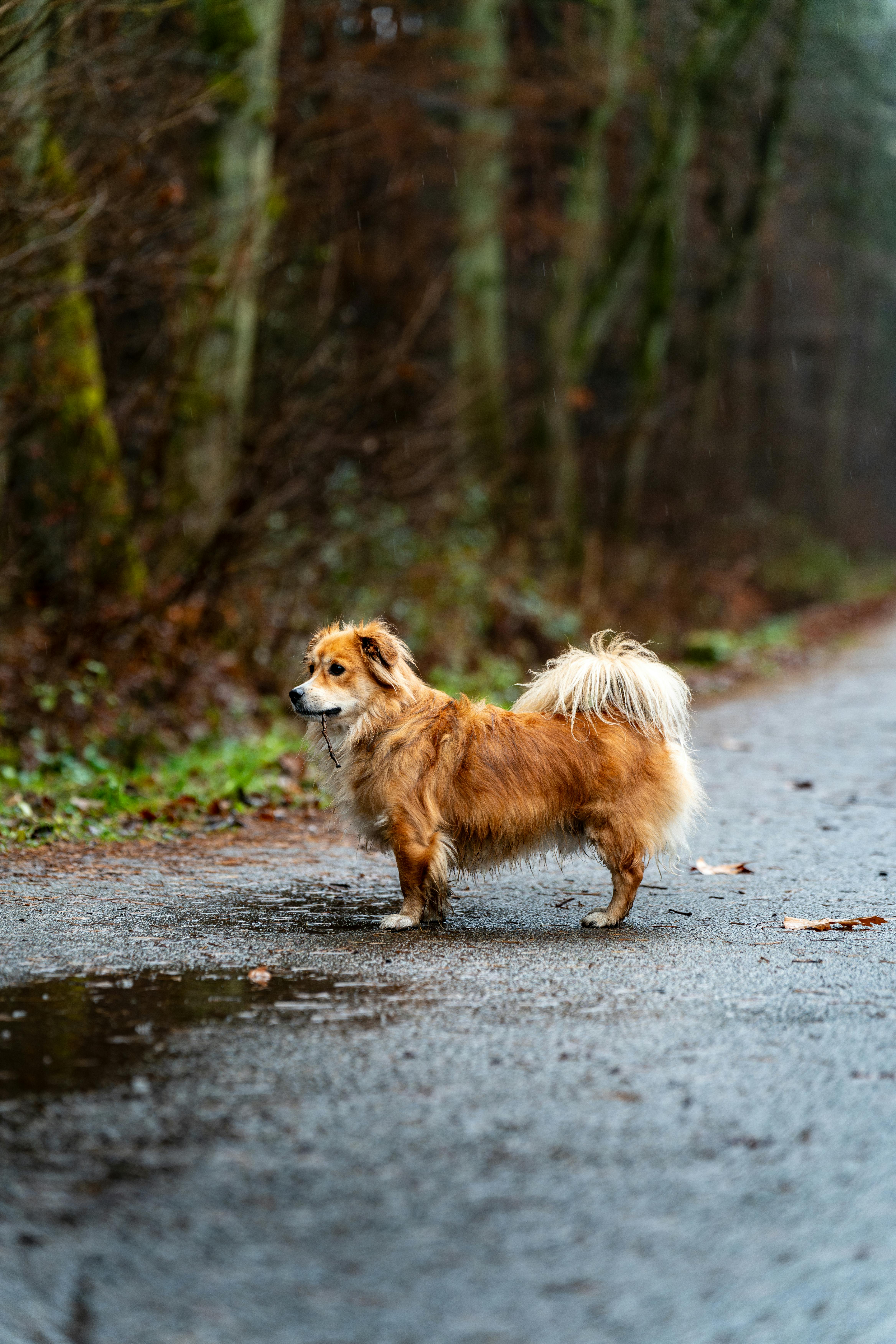 Small Fluffy Dog Walking on a Wet Forest Path · Free Stock Photo