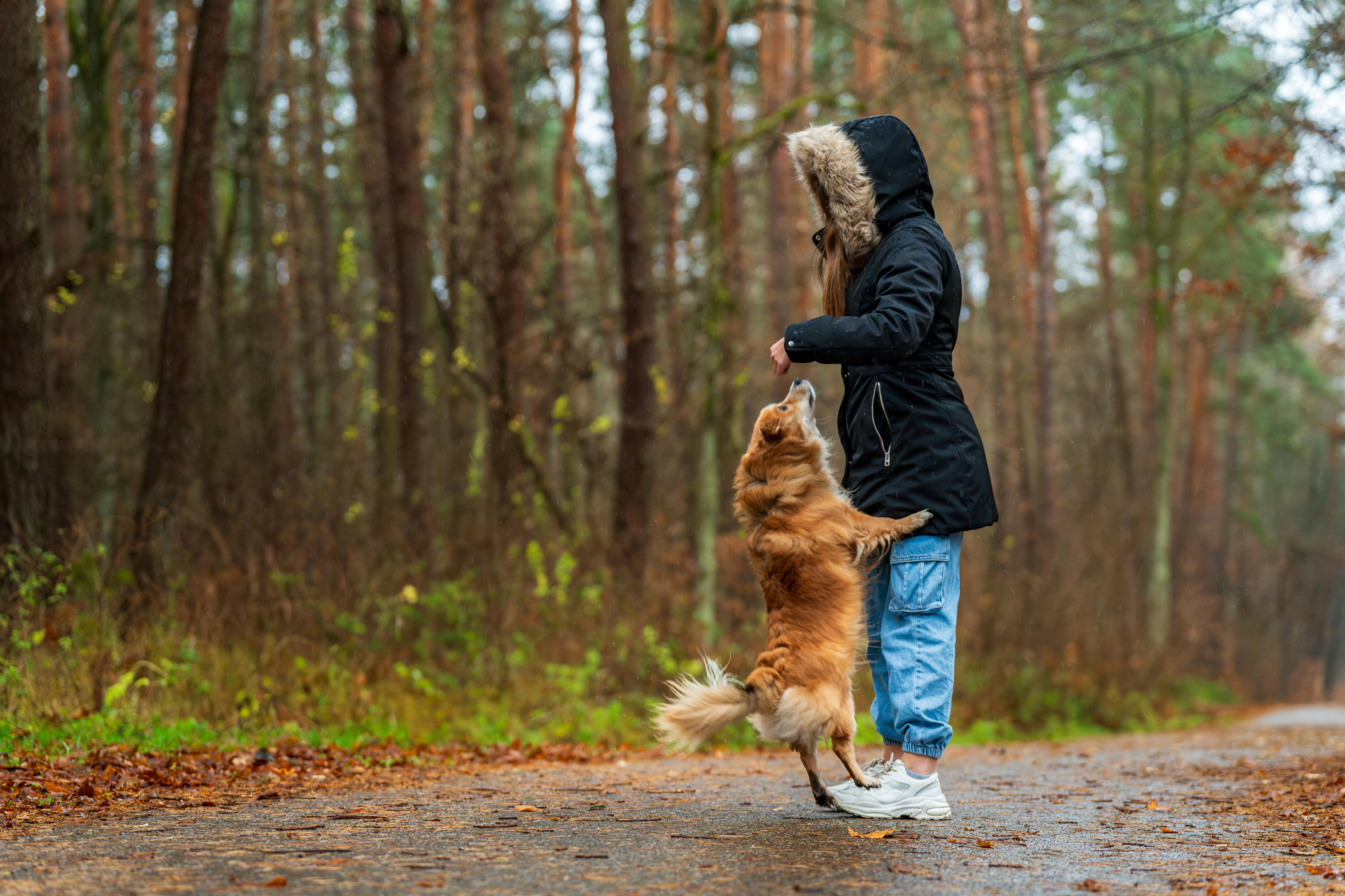 Forest Walk with Dog in Autumn · Free Stock Photo