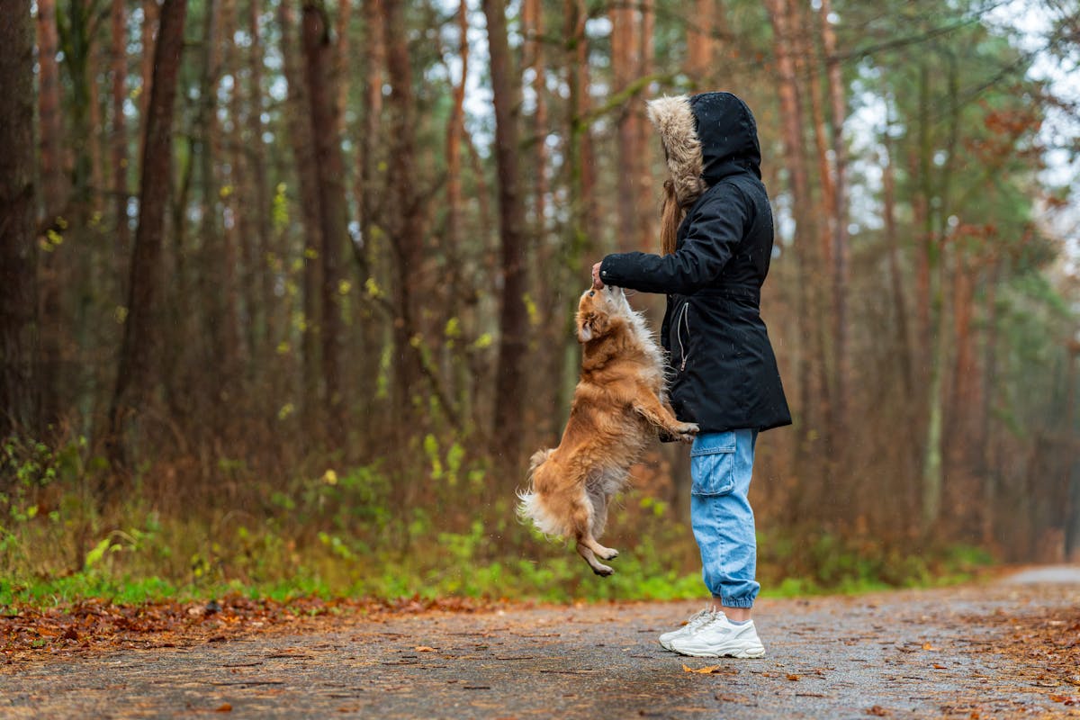 Dog Play Time Photos, Download The BEST Free Dog Play Time Stock Photos ...