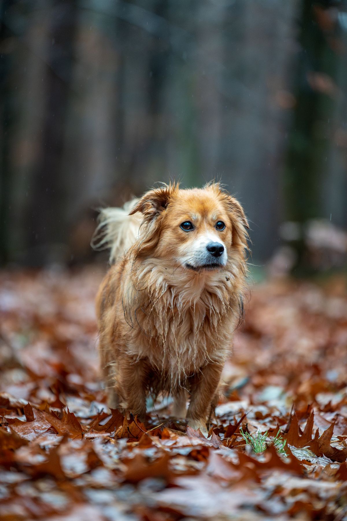Dog Breed Photos, Download The BEST Free Dog Breed Stock Photos & HD Images