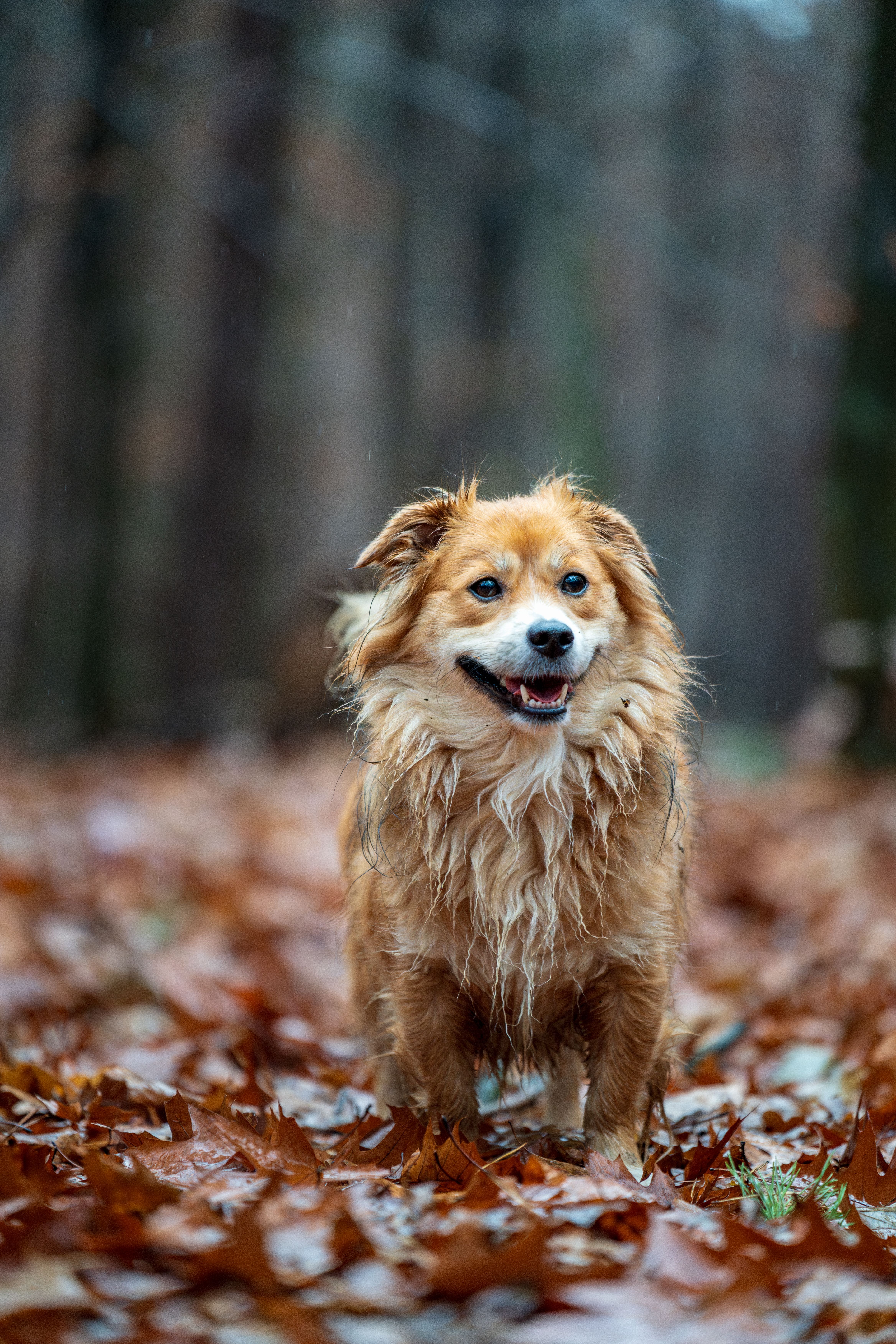 Happy Dog in Autumn Forest Landscape · Free Stock Photo