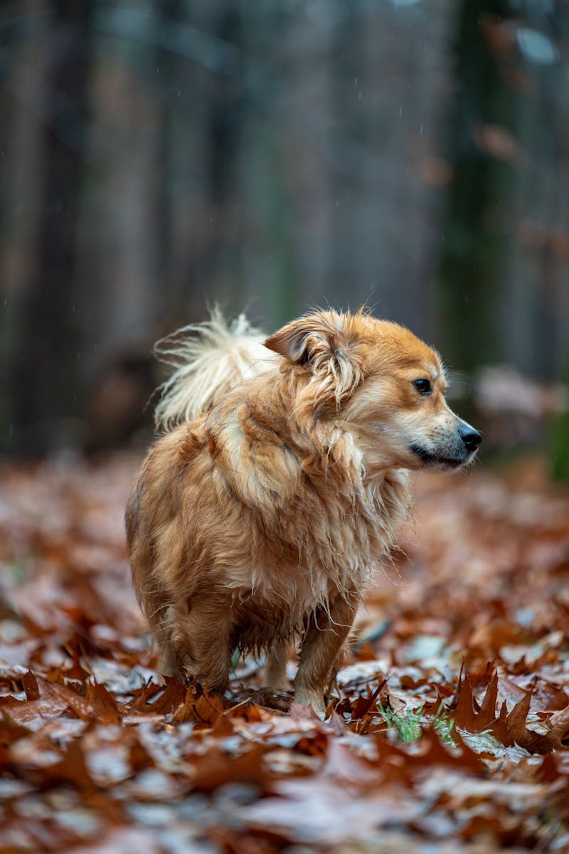 Dog Breed Photos, Download The BEST Free Dog Breed Stock Photos & HD Images