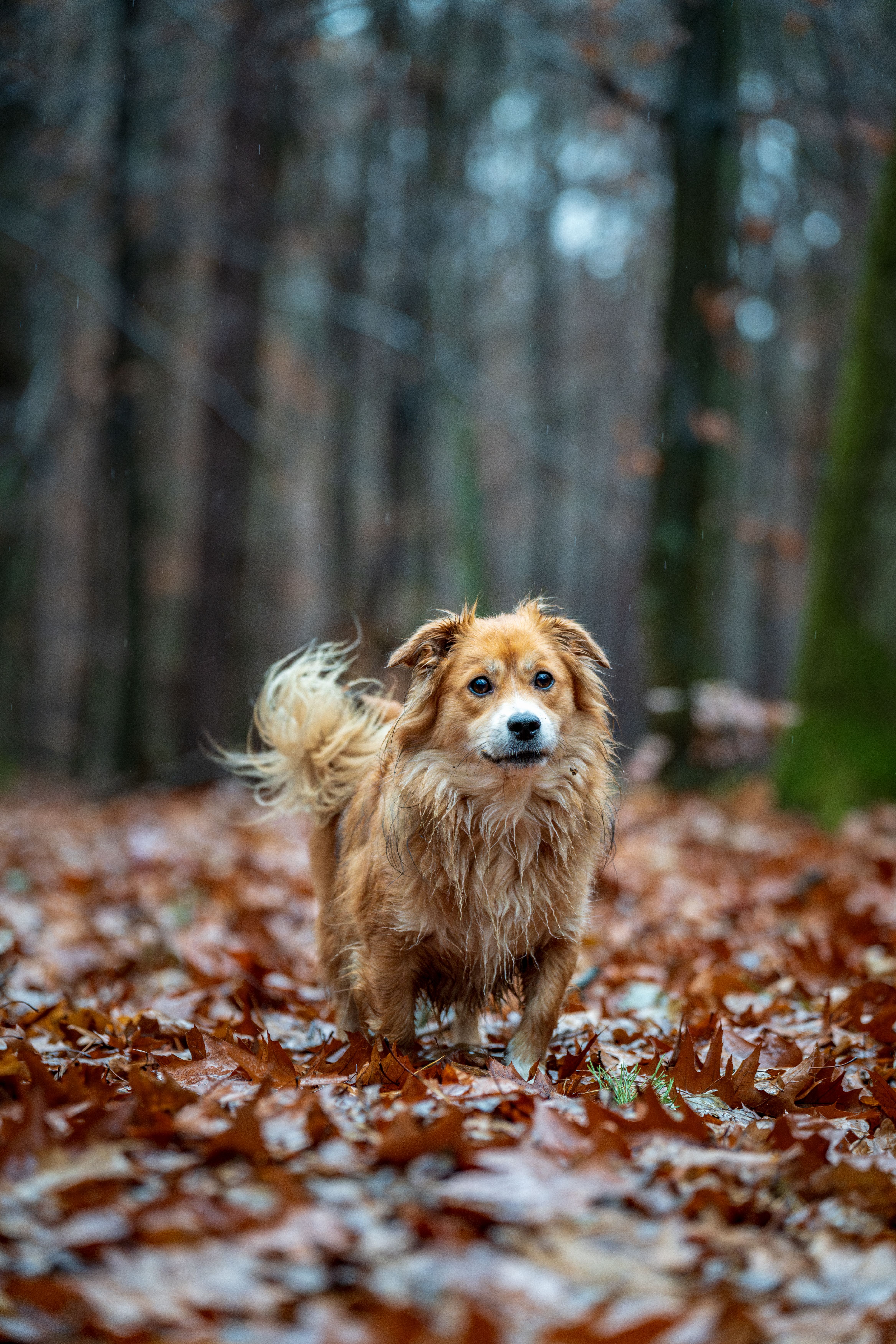Dog Loam Photos, Download The BEST Free Dog Loam Stock Photos & HD Images