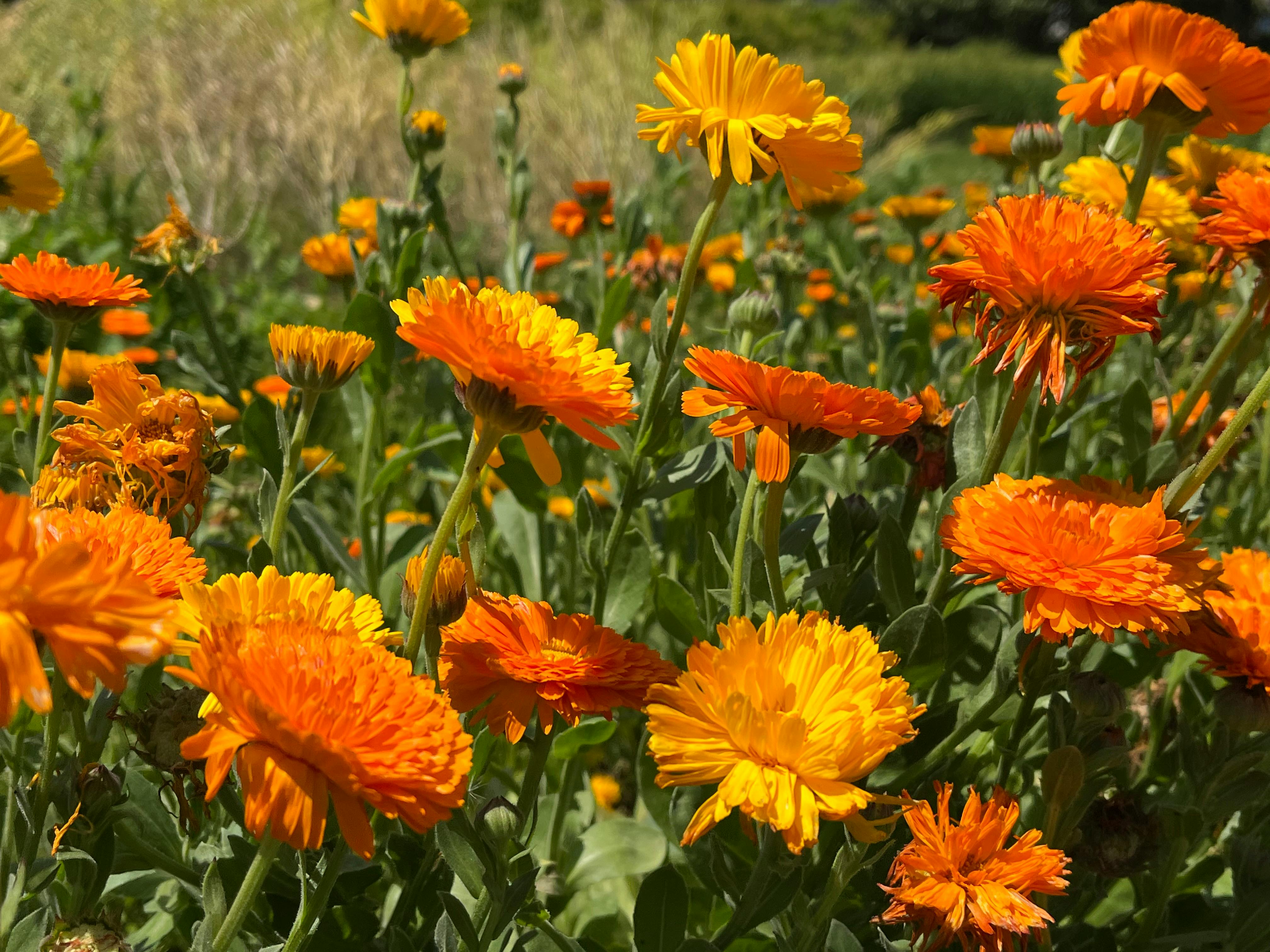 Vibrant Orange Calendula Flowers in Bloom · Free Stock Photo