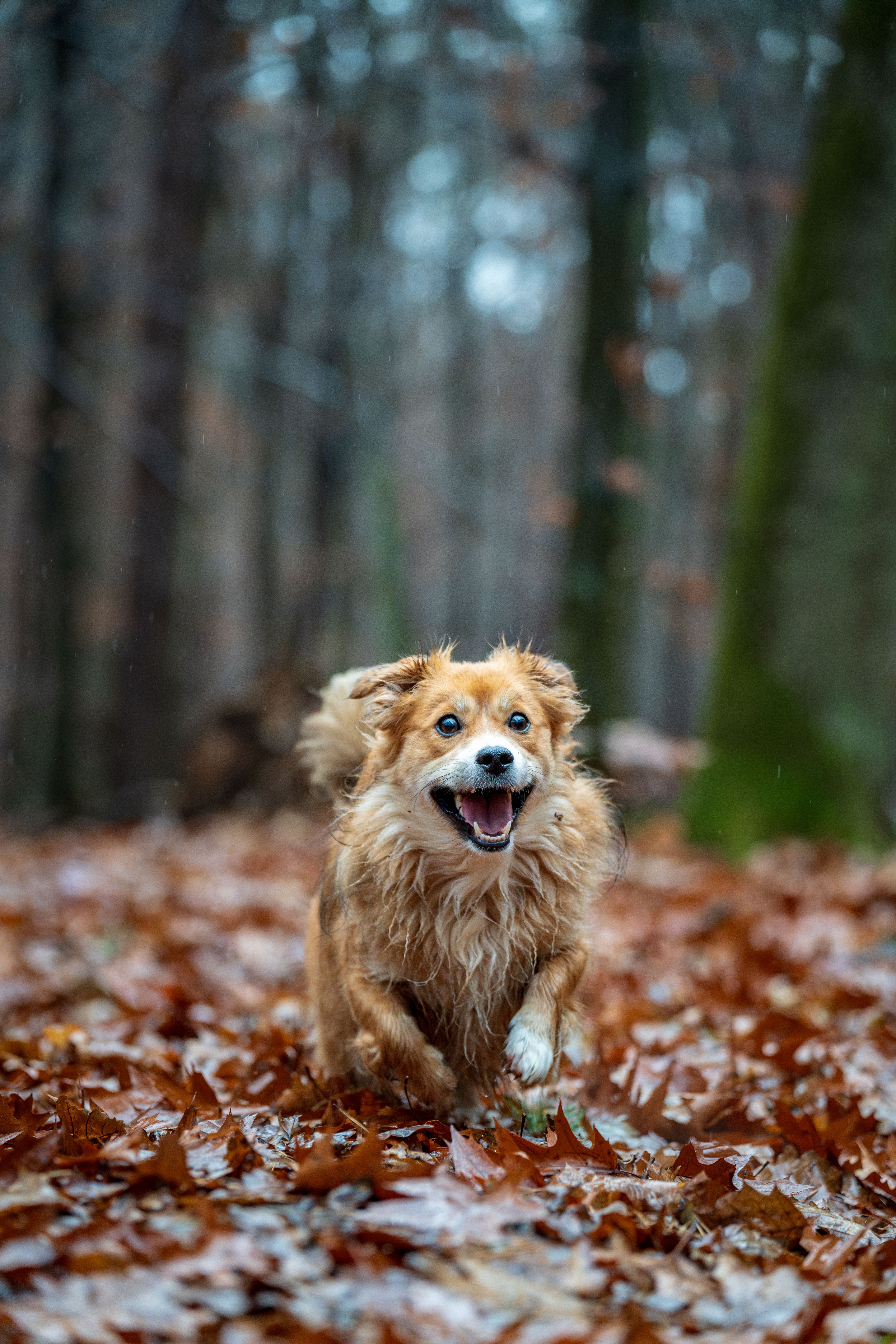 Happy Dog Running Through Autumn Leaves · Free Stock Photo