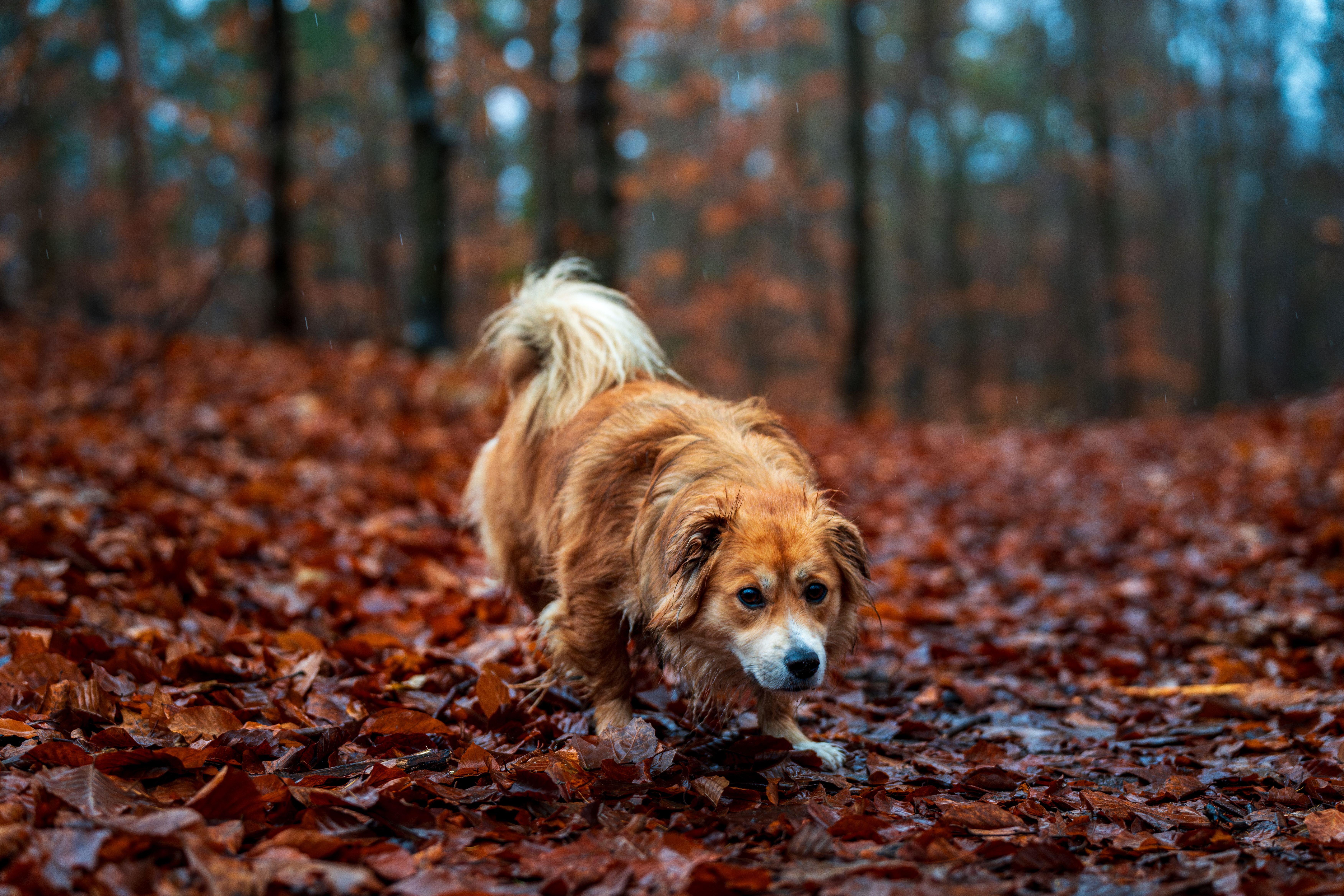 Dog exploring autumn leaves in a forest · Free Stock Photo