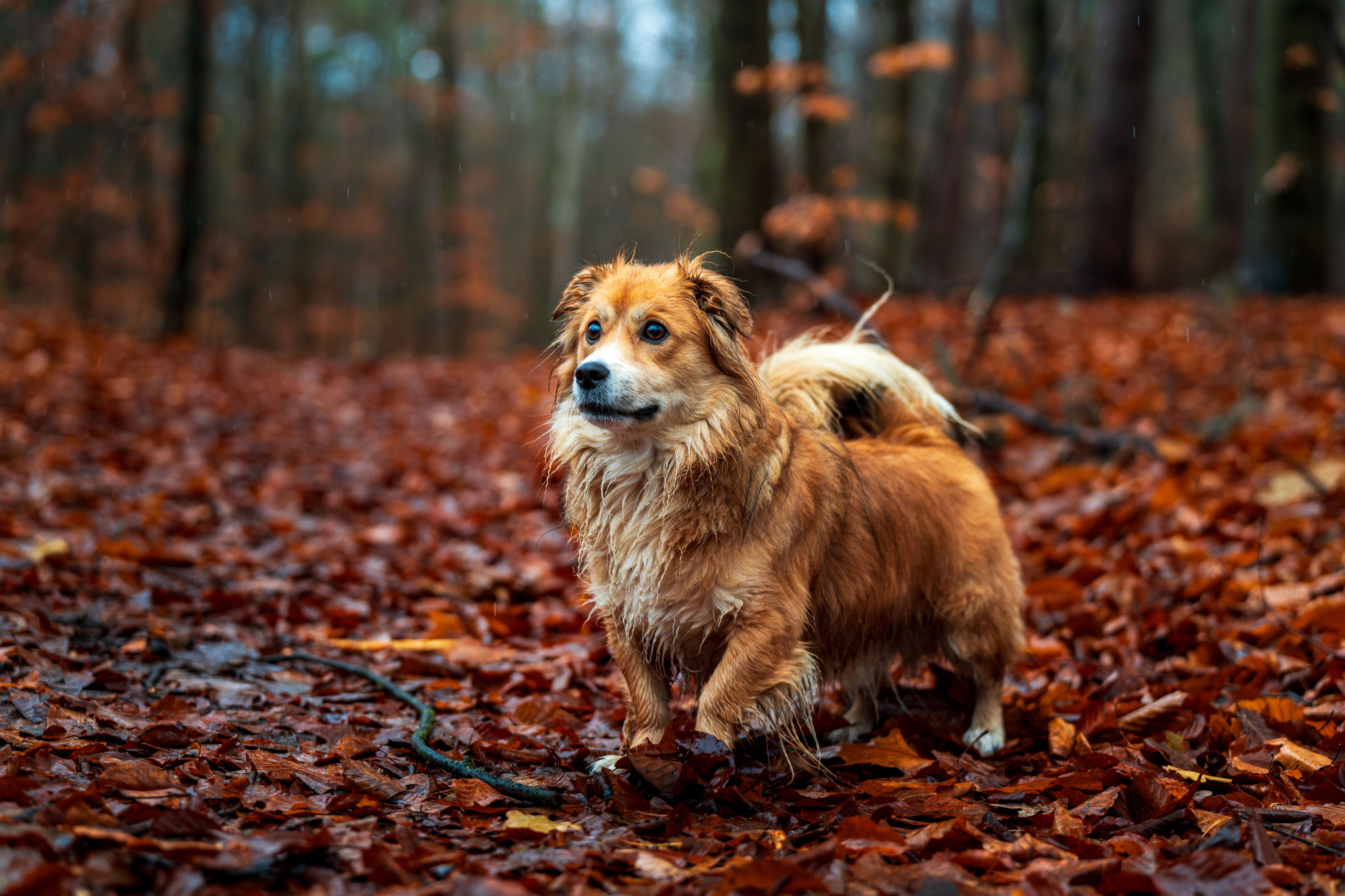 Cute Dog in Autumn Forest on Wet Leaves · Free Stock Photo