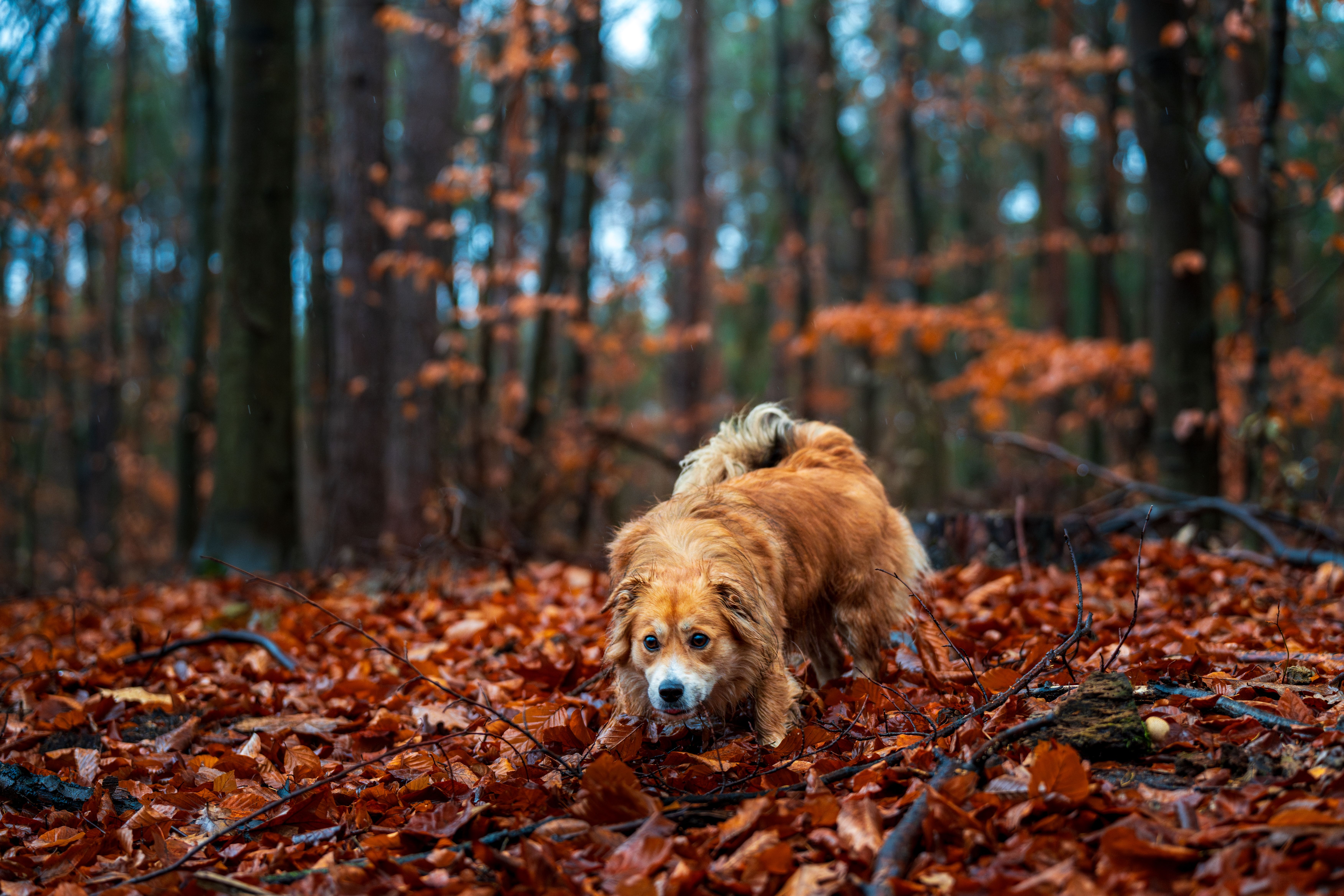Golden Dog Exploring Autumn Forest · Free Stock Photo