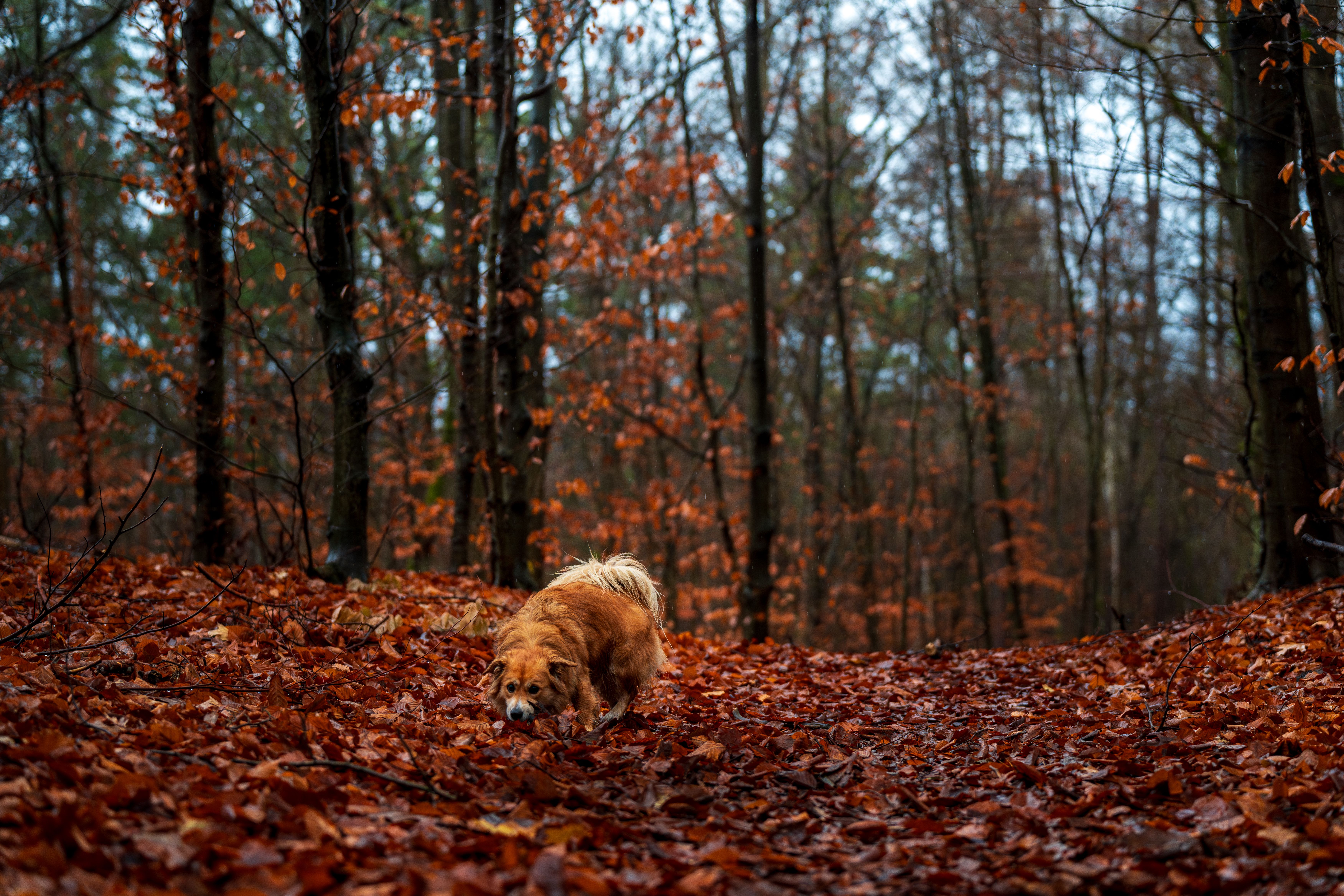 Golden Dog Exploring Fall Forest Path · Free Stock Photo