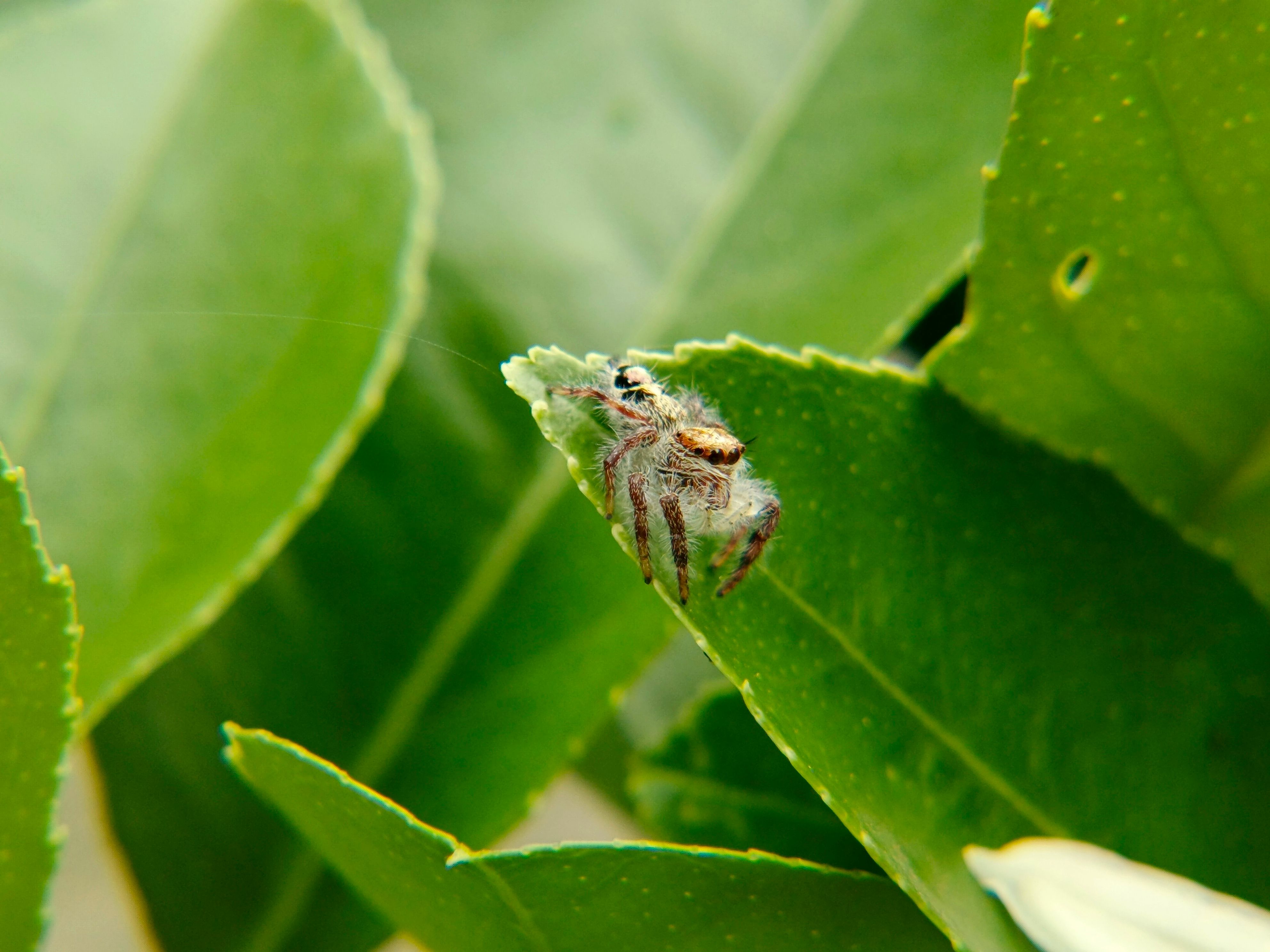 Spider Moka Photos, Download The BEST Free Spider Moka Stock Photos ...