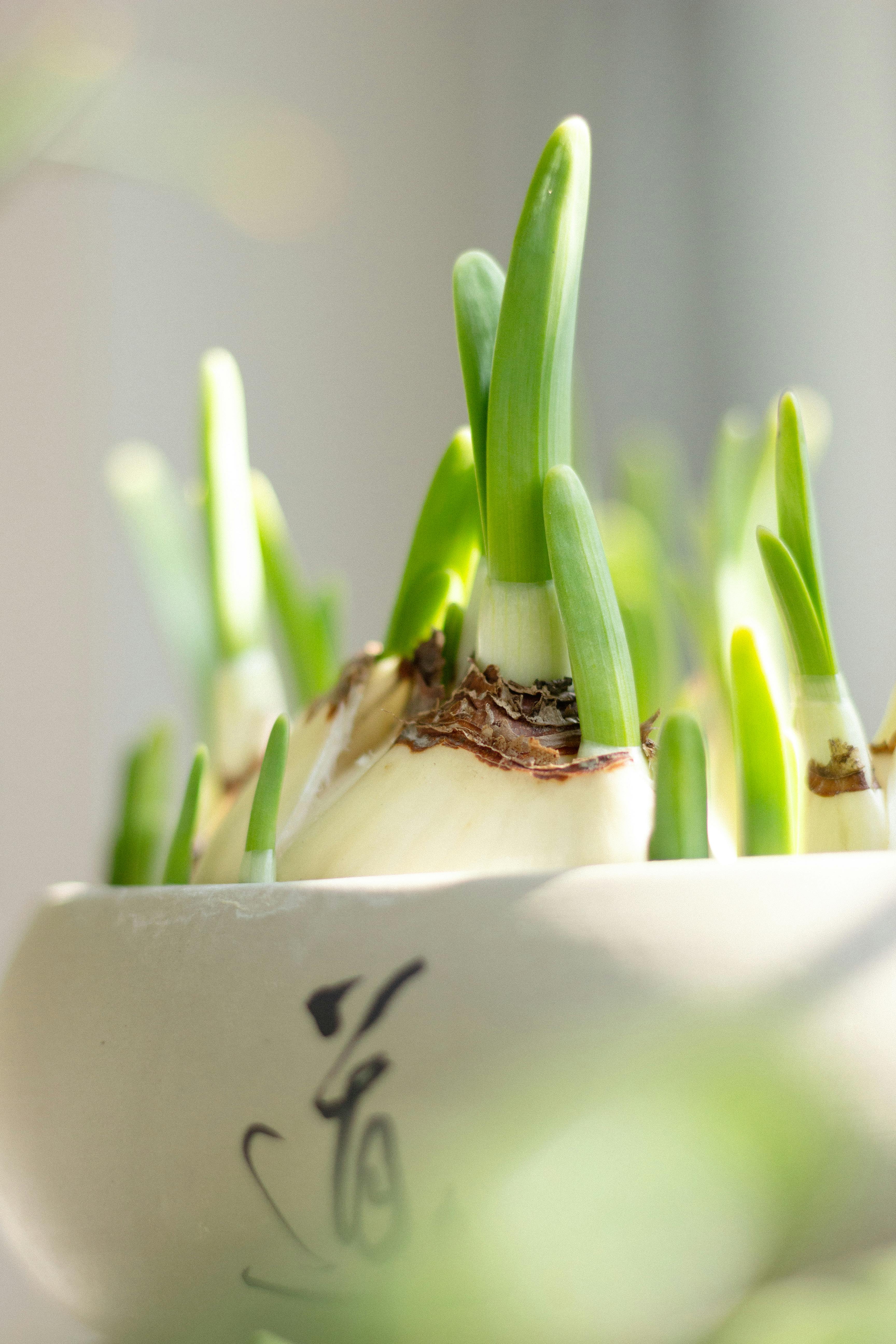Close-up of Green Sprouting Bulbs in Sunlight · Free Stock Photo
