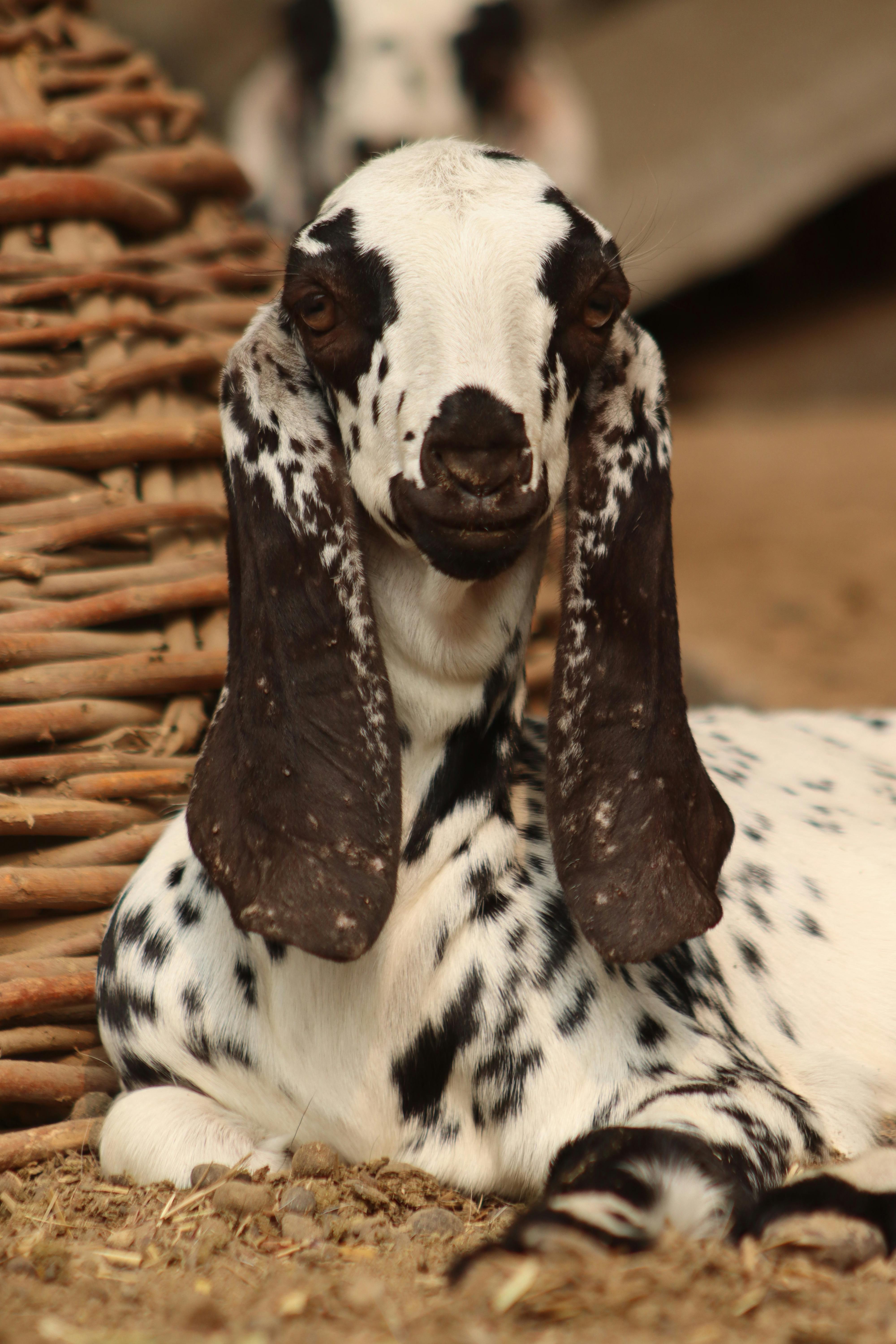 Close-up of Relaxed Spotted Goat Resting Outdoors · Free Stock Photo