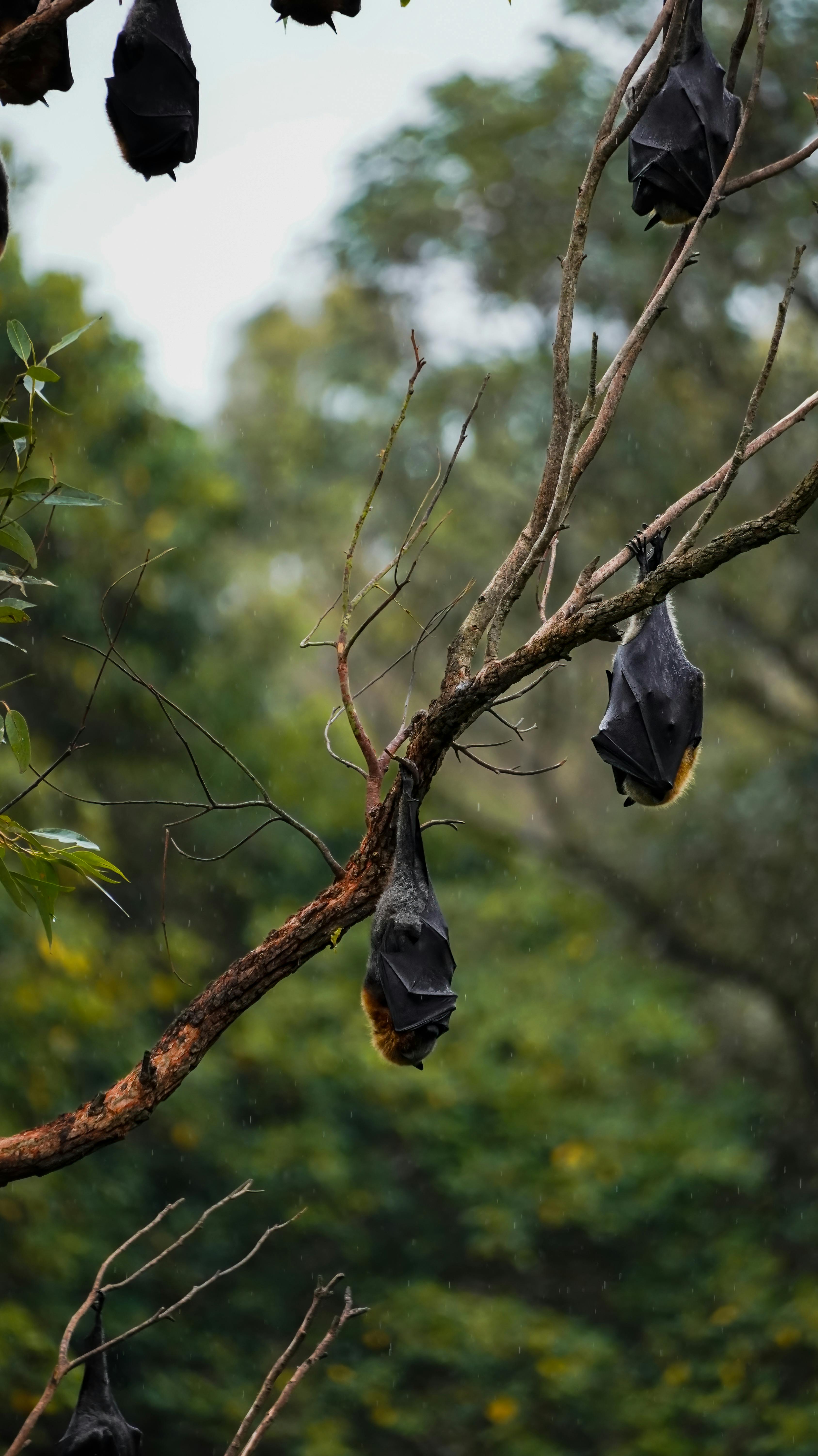 Flying Fox Bats Hanging on Branch in Sydney · Free Stock Photo