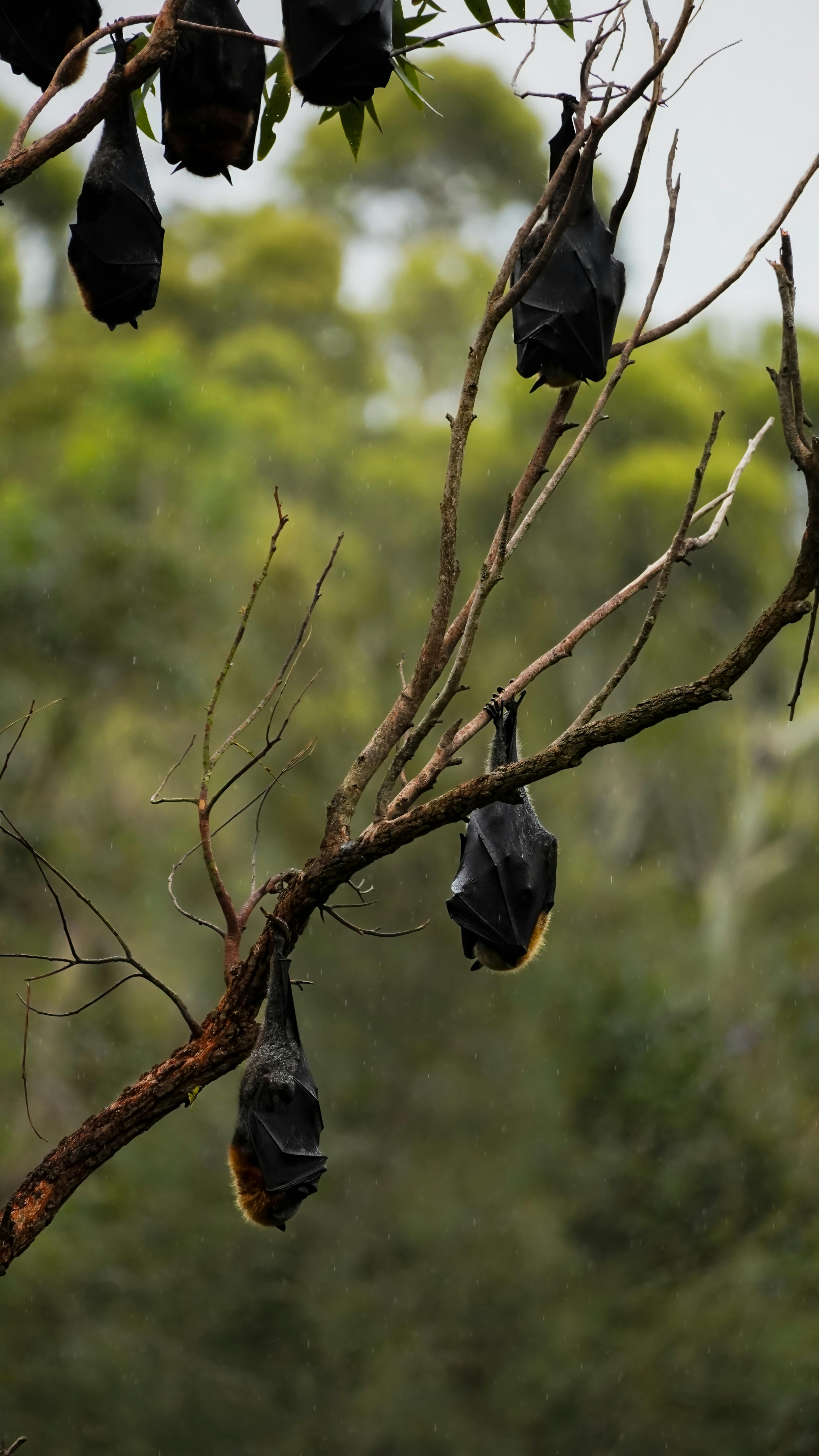 Group of Flying Foxes Hanging from Tree Branches · Free Stock Photo
