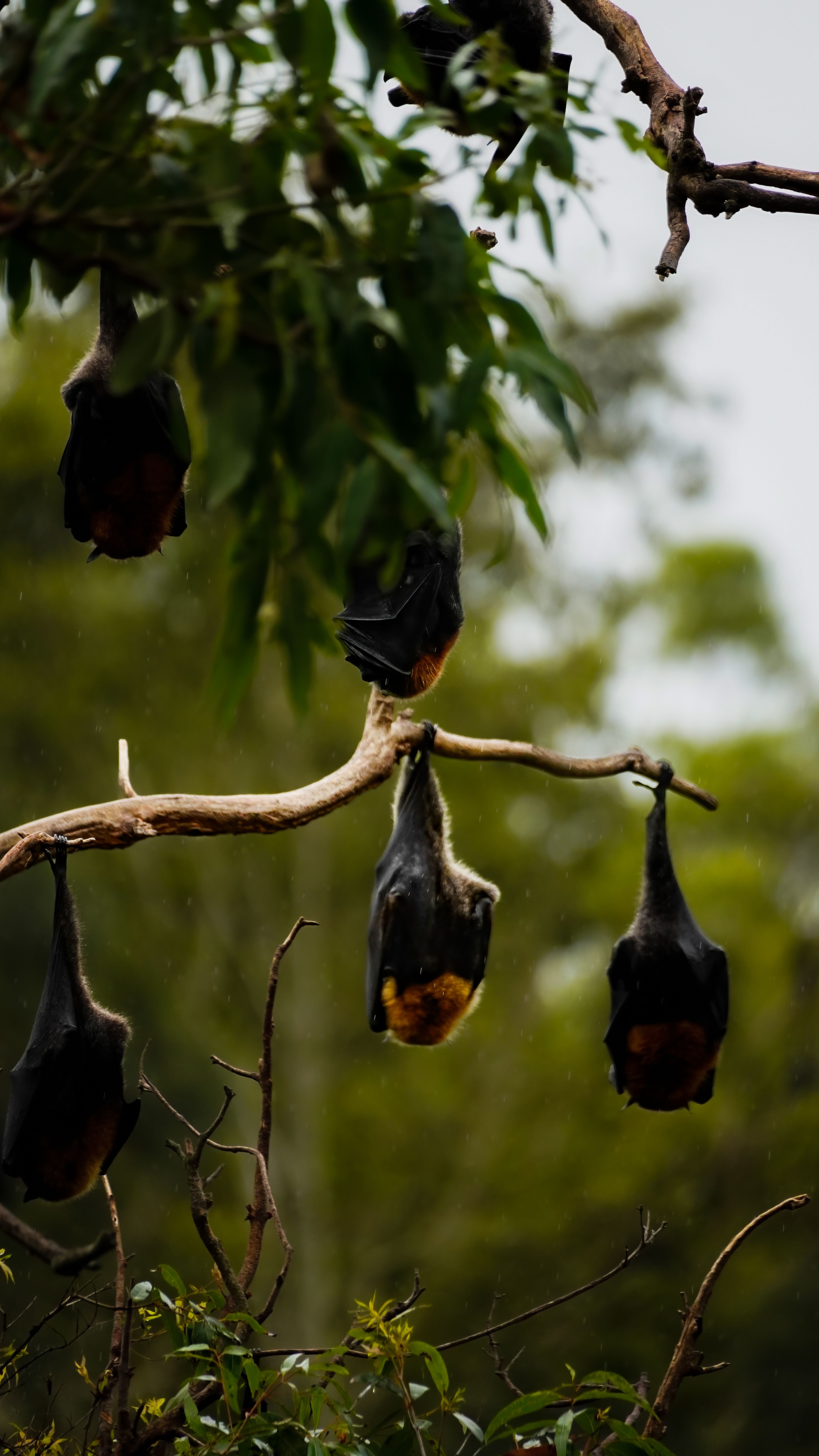 Group of Fruit Bats Hanging from a Tree Branch · Free Stock Photo