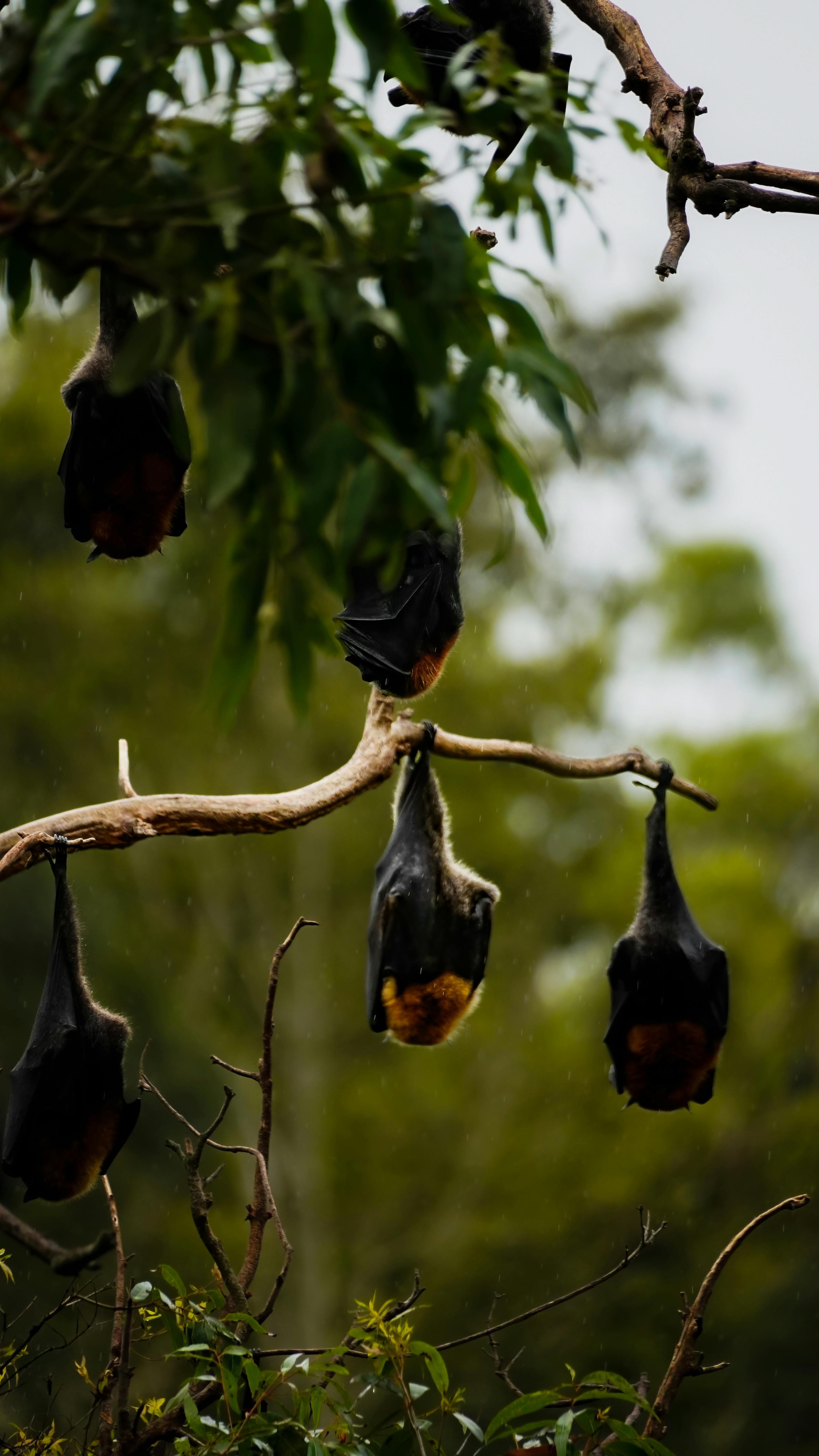 A Bat Hanging Upside Down · Free Stock Photo