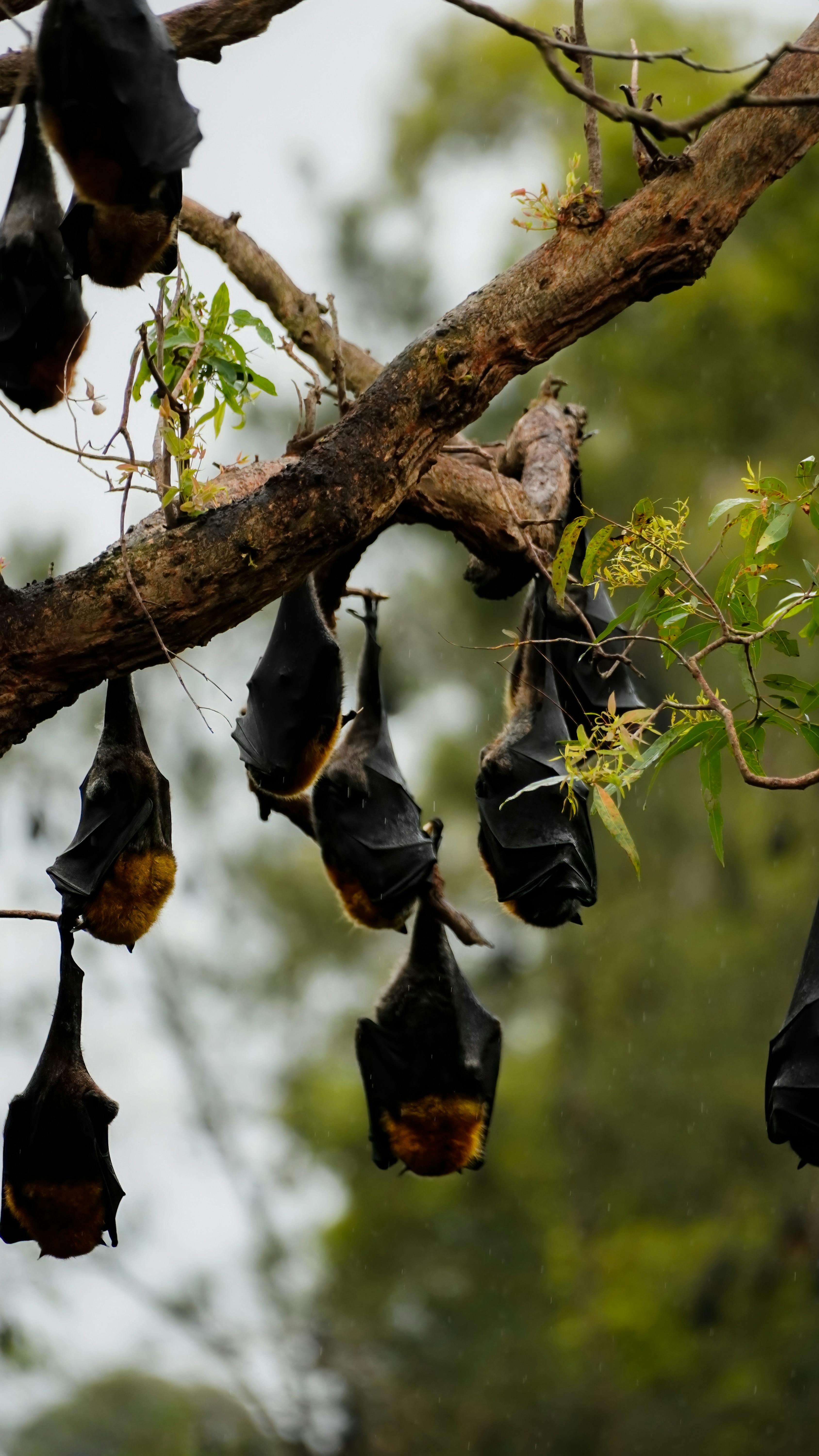 Bats Hanging on Tree Branch in Daylight · Free Stock Photo