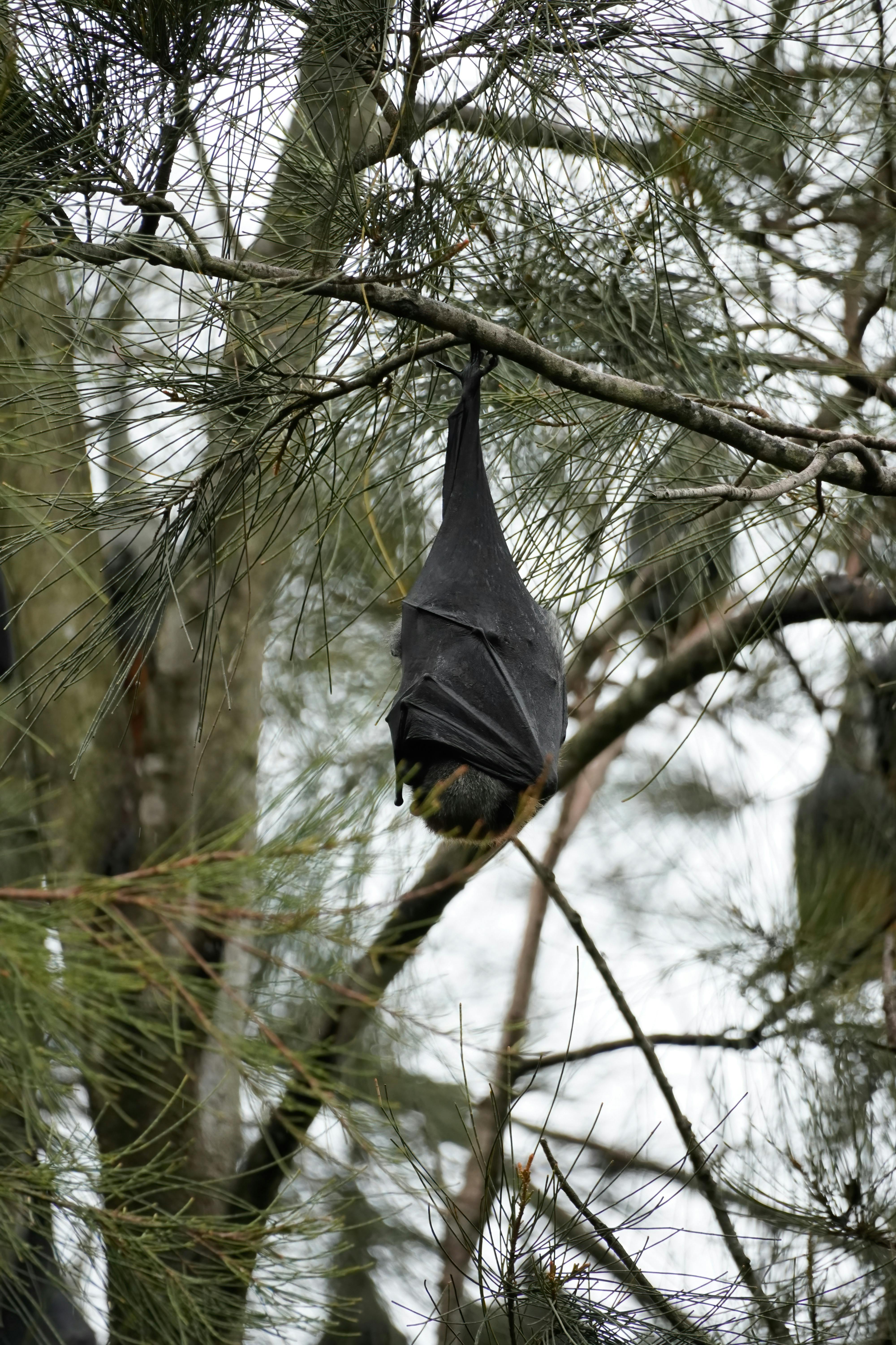 Bat Hanging in Pine Tree in Natural Habitat · Free Stock Photo