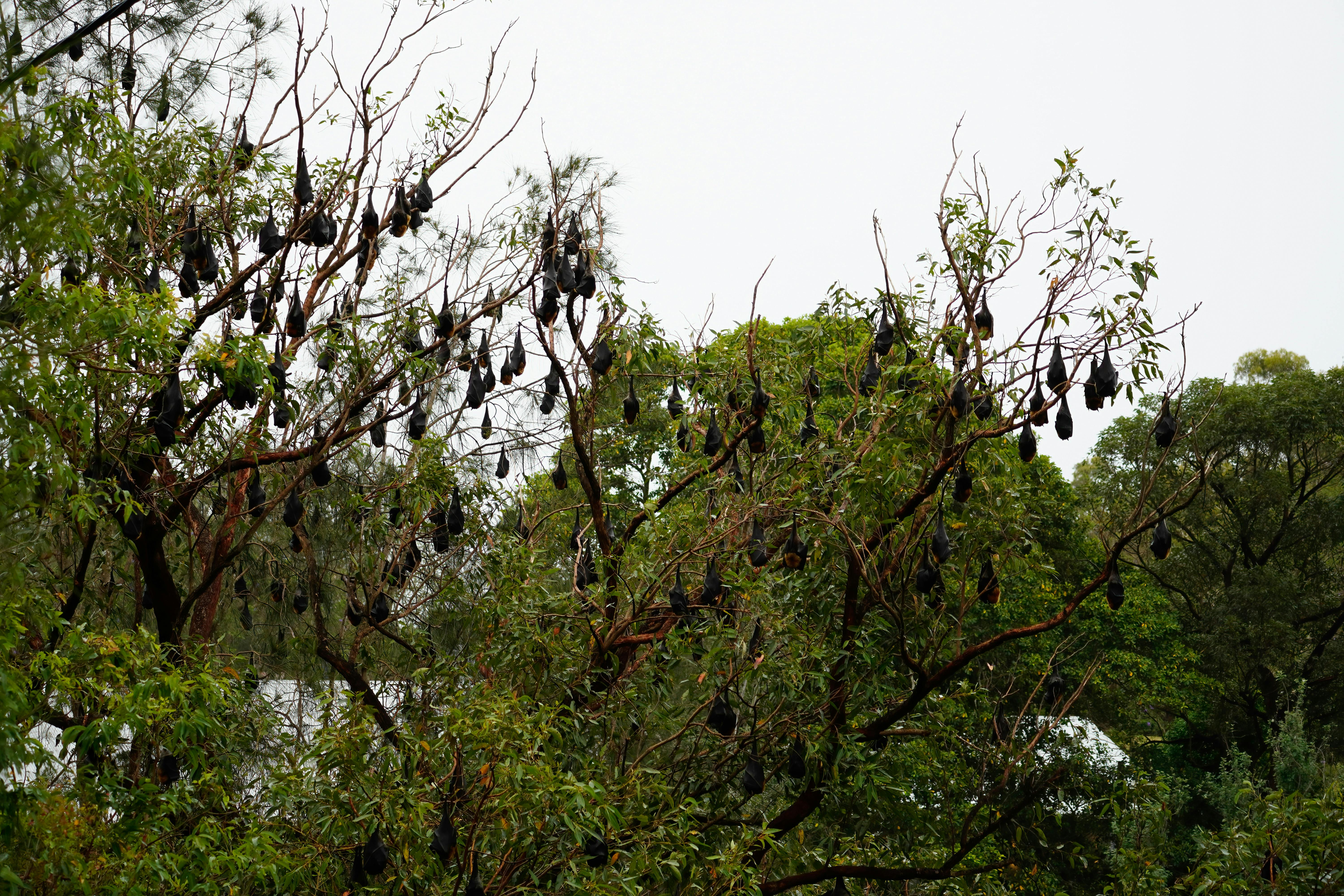 Cluster of Bats Hanging from Trees in Nature · Free Stock Photo