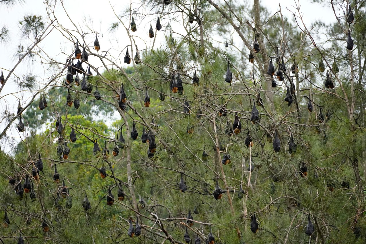 Bats in the Philippines: Fun Facts and Amazing Information