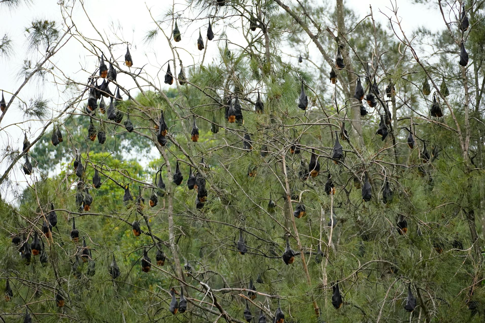 Spectacled Flying Foxes: Unique Species & Ecological Role